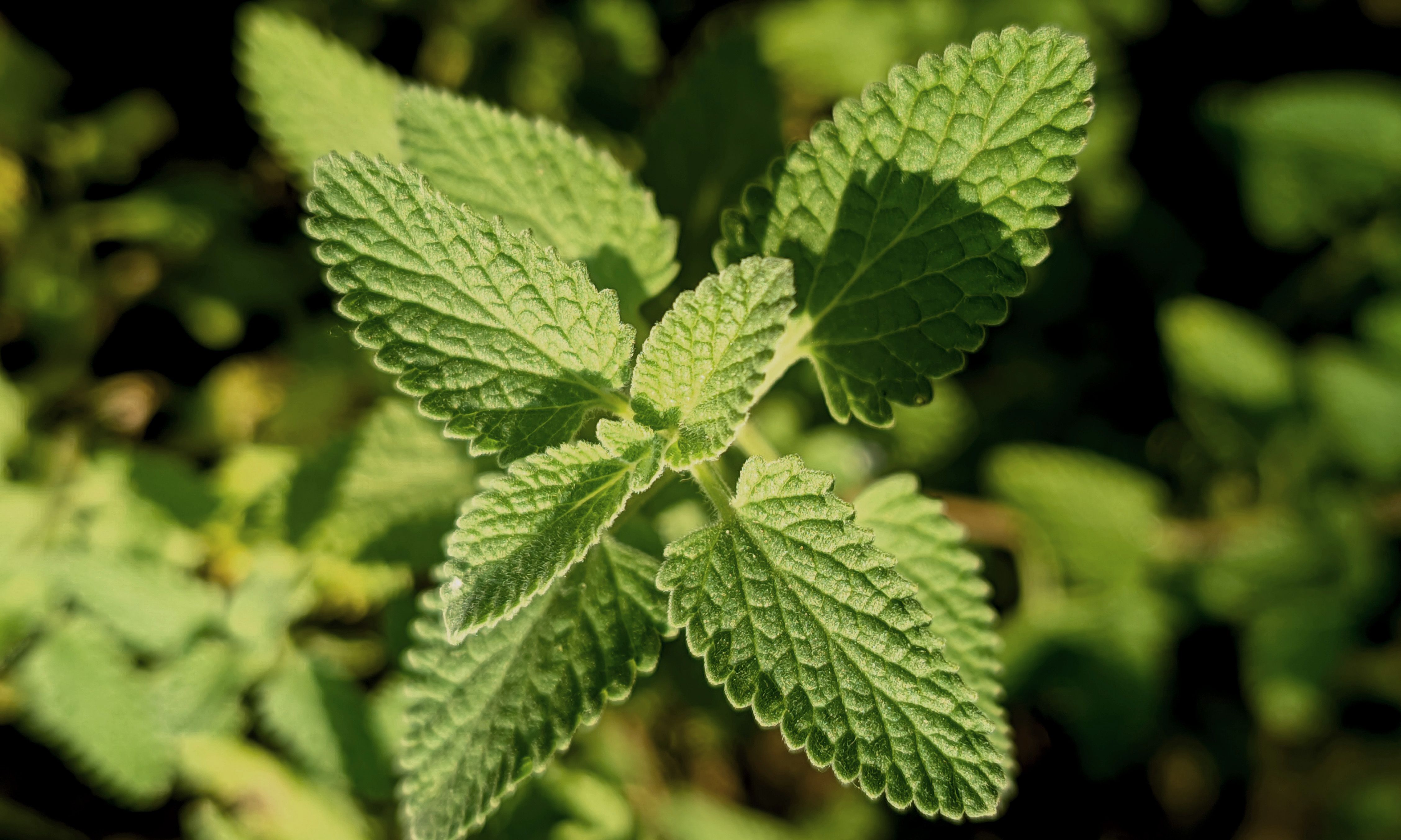 Close-up of Fresh Green Catnip Leaves Outdoors · Free Stock Photo