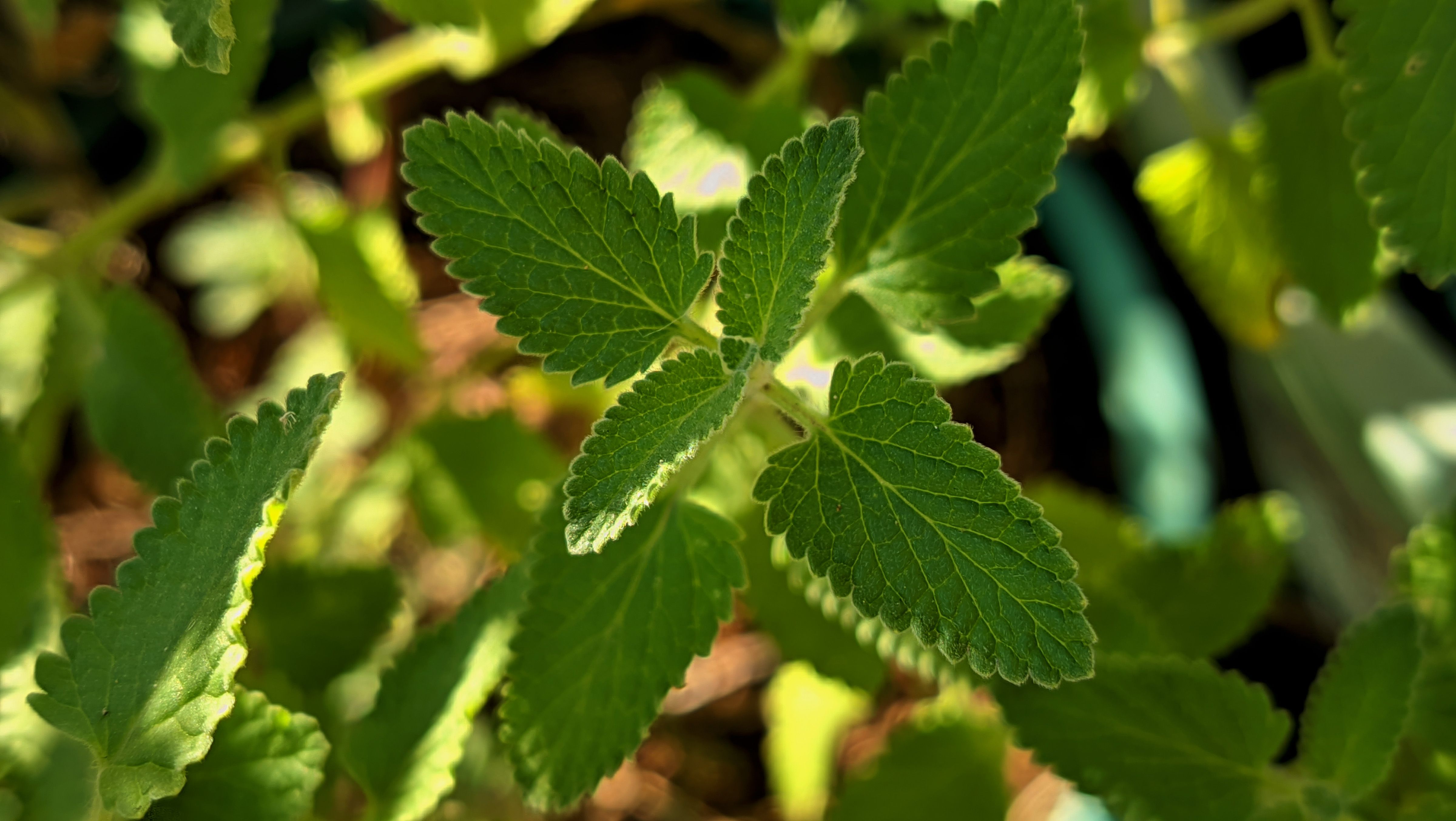 Close-up of Fresh Catnip Leaves in Sunlight · Free Stock Photo