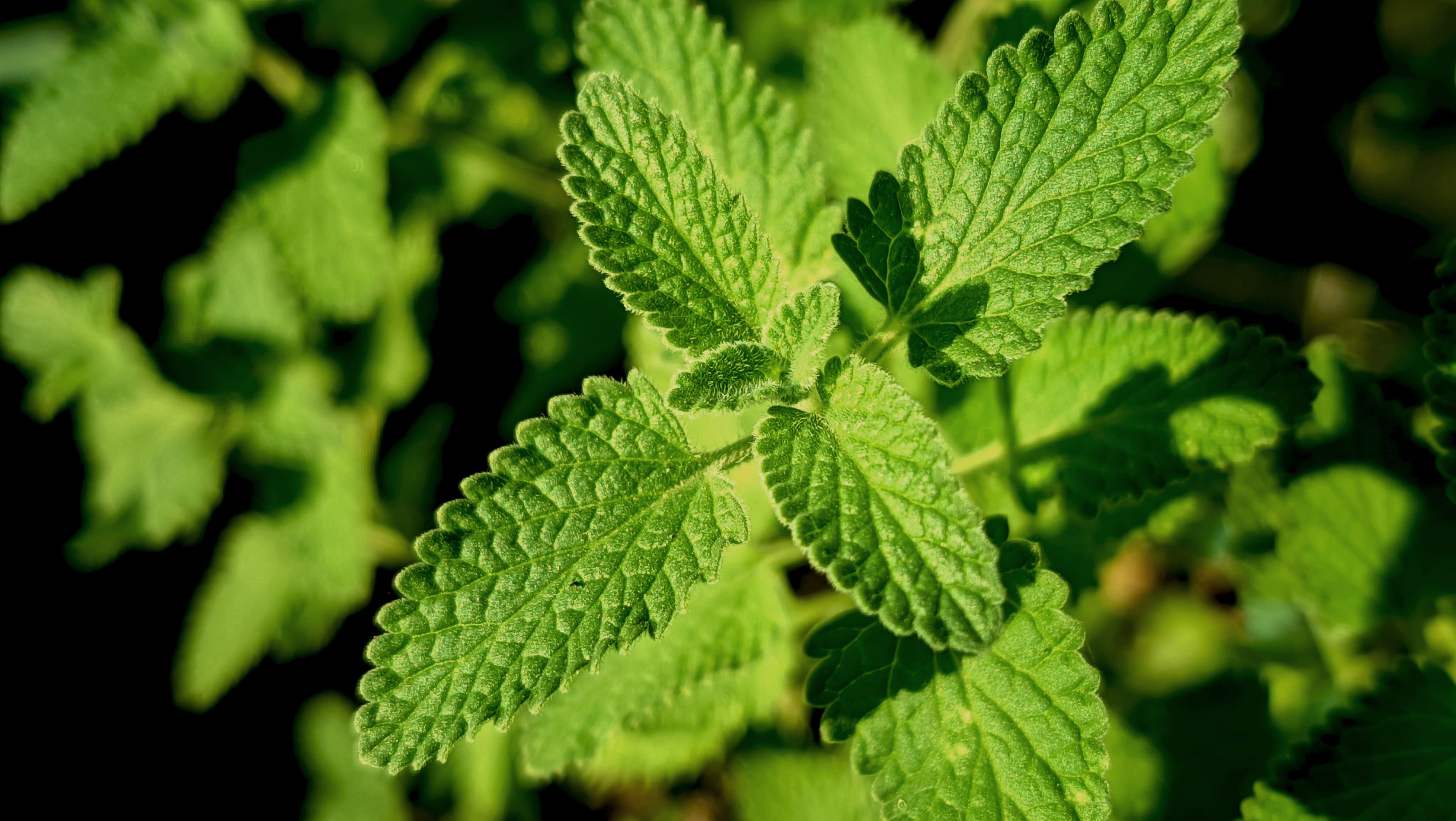Close-up of Vibrant Green Catnip Leaves Outdoors · Free Stock Photo