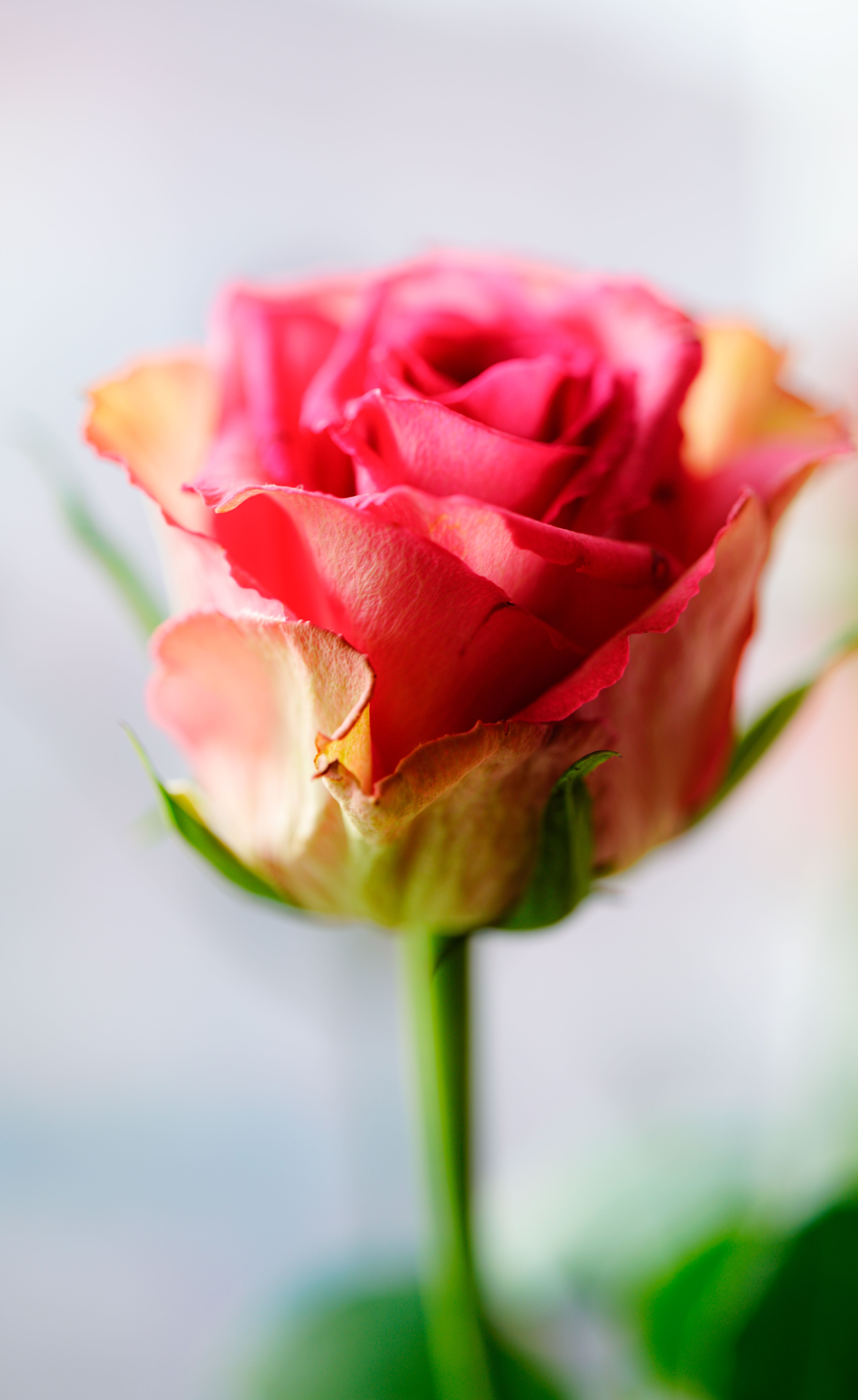 Gros Plan Sur Une Rose Rose éclatante En Pleine Floraison · Photo gratuite