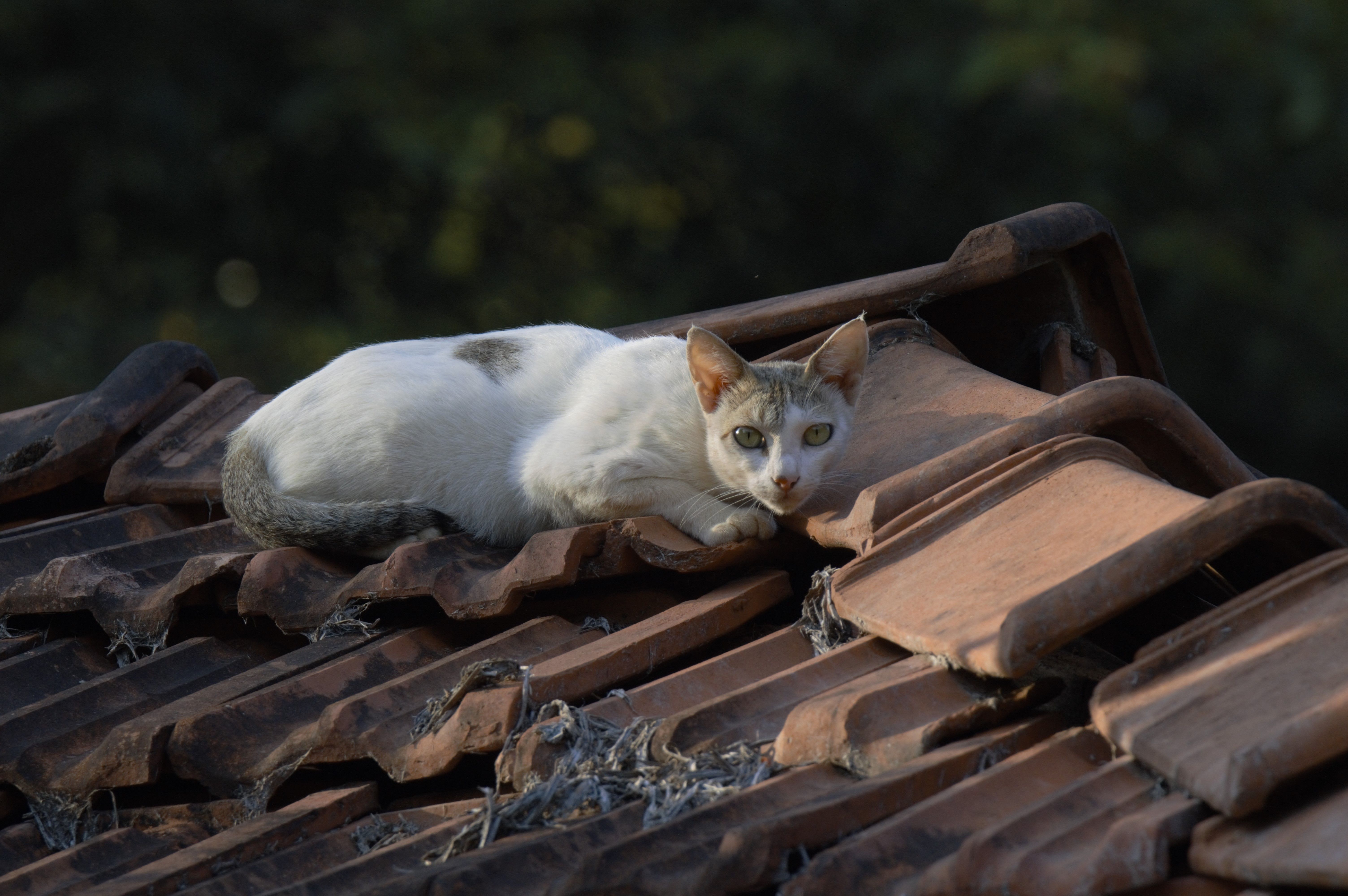 Cat And Rat Poem By Fera Nugroho Poem Hunter Photos, Download The BEST ...