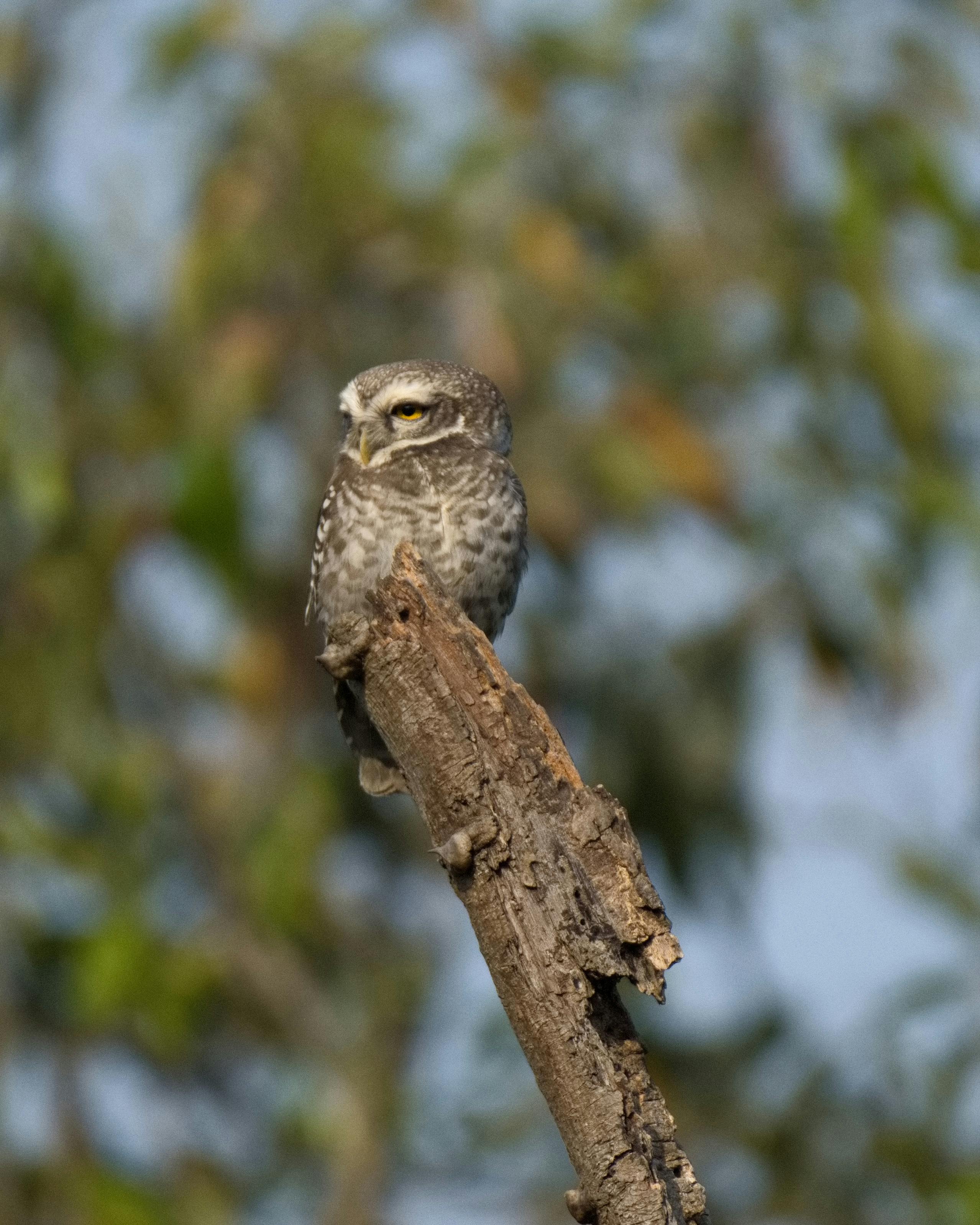 Owl In Tree Photos, Download The BEST Free Owl In Tree Stock Photos ...