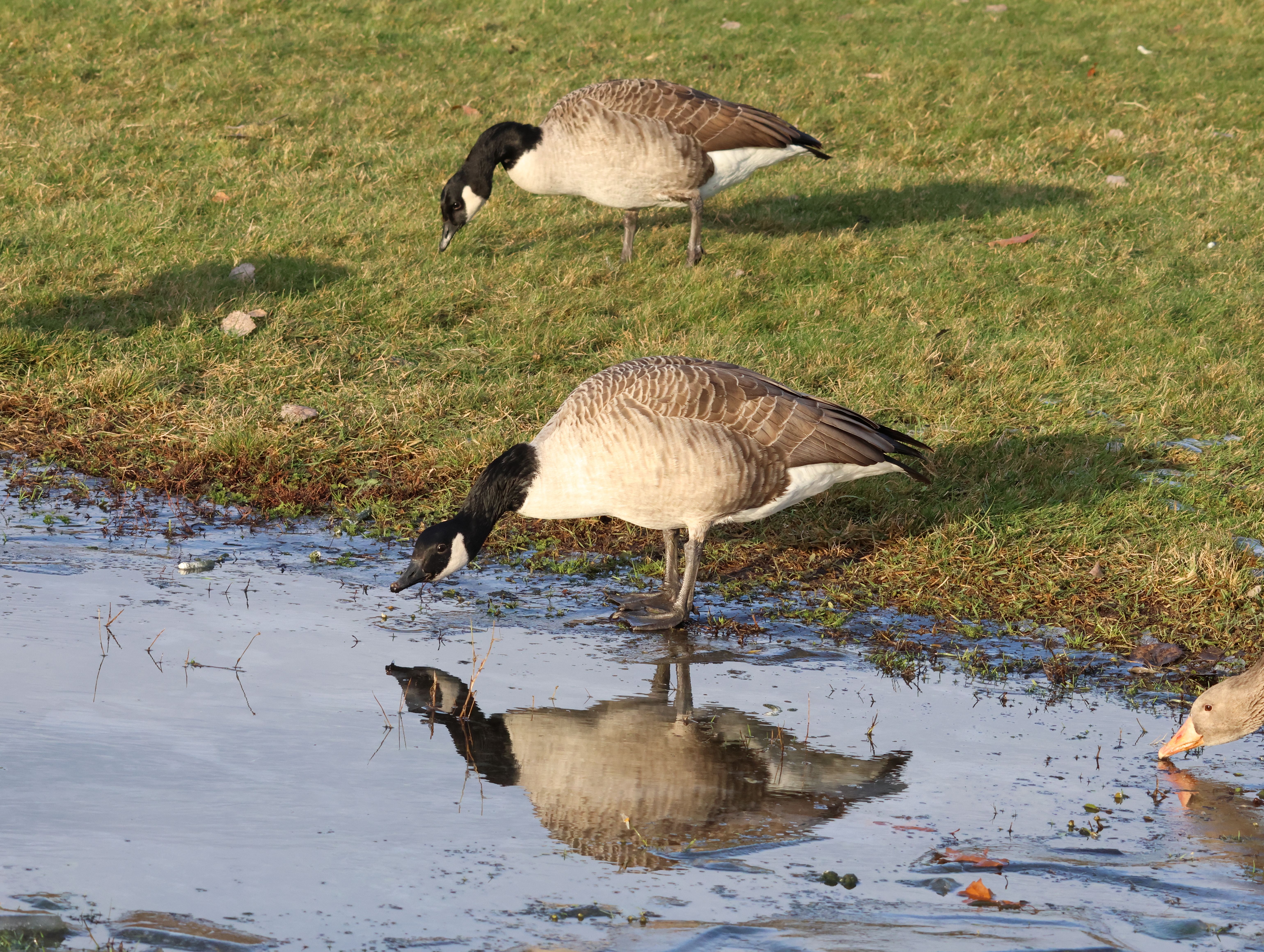 Canadian Geese Drinking from a Pond in Stockholm · Free Stock Photo
