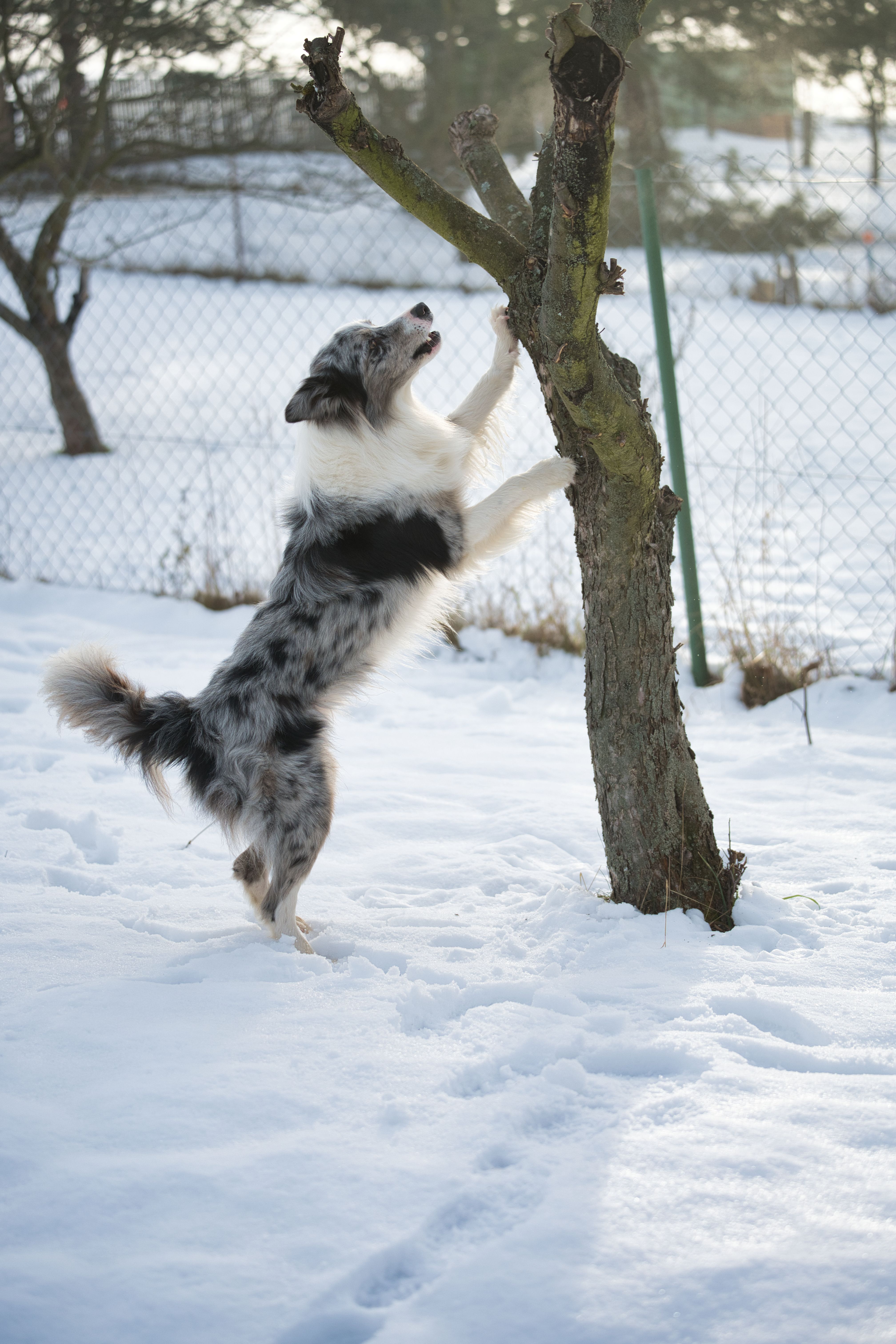 Border Collie Playing in Snowy Winter Landscape · Free Stock Photo