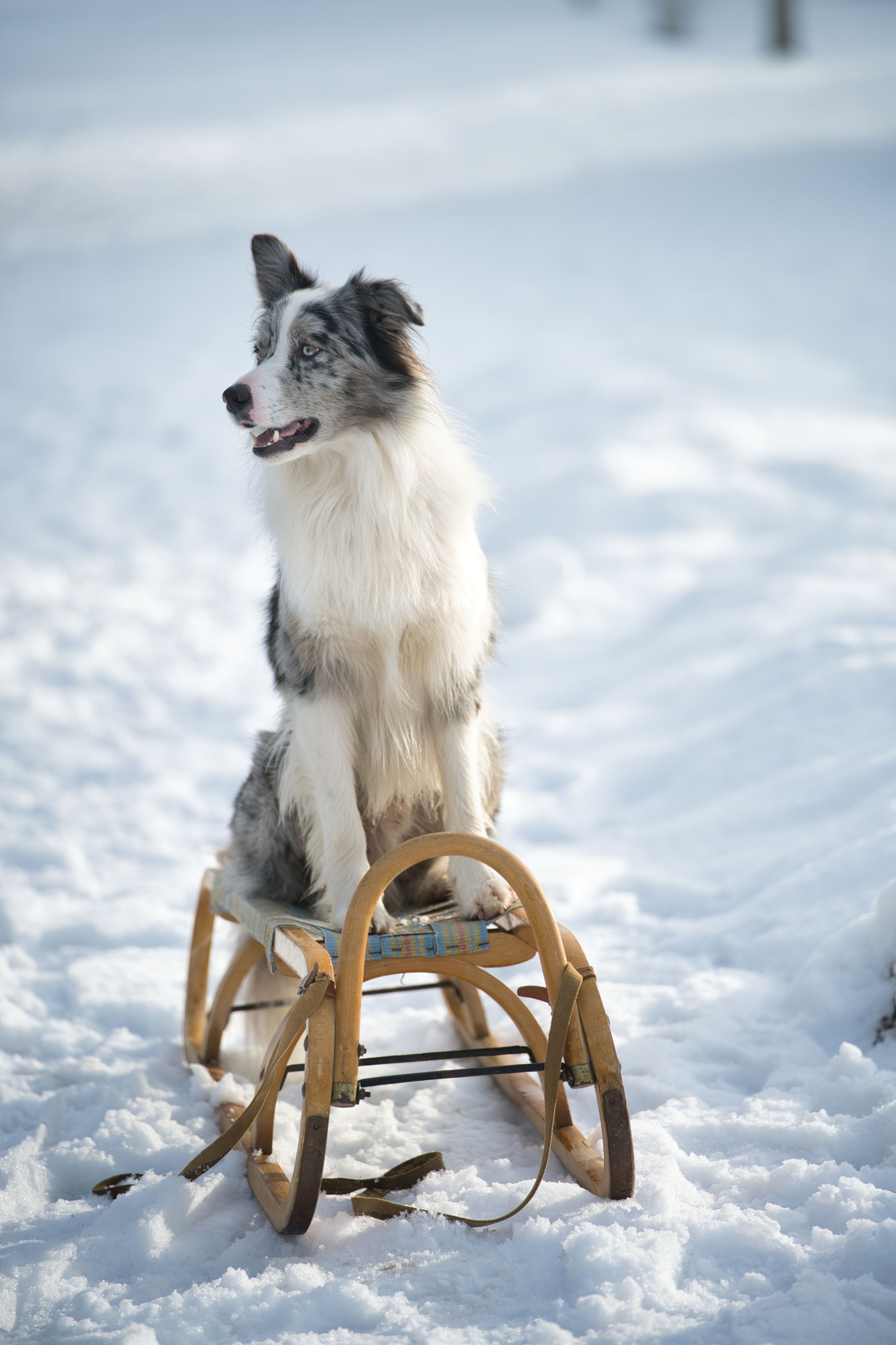 Border Collie on Sled in Snowy Winter Scene · Free Stock Photo