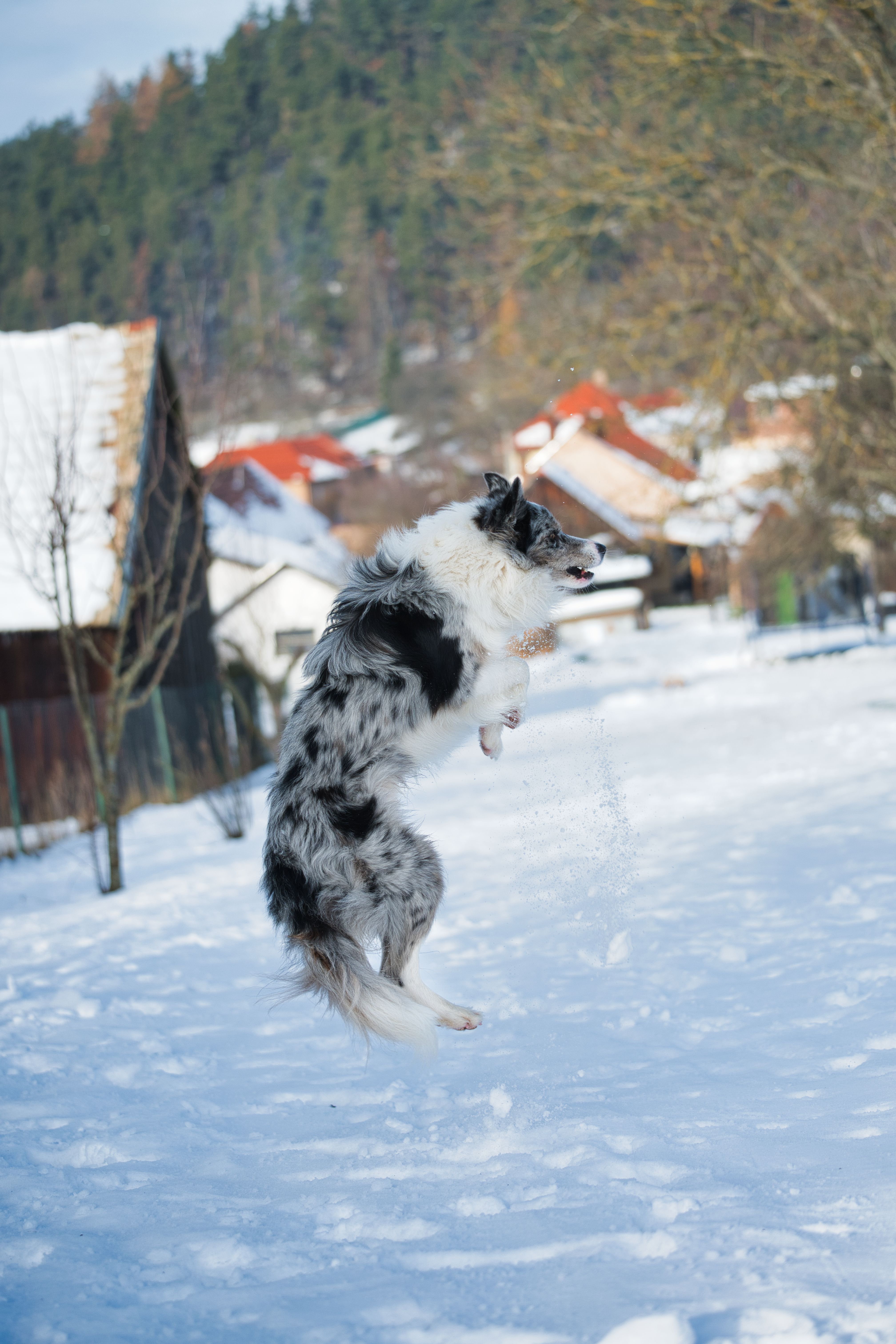 Snow+Borders Photos, Download The BEST Free Snow+Borders Stock Photos ...