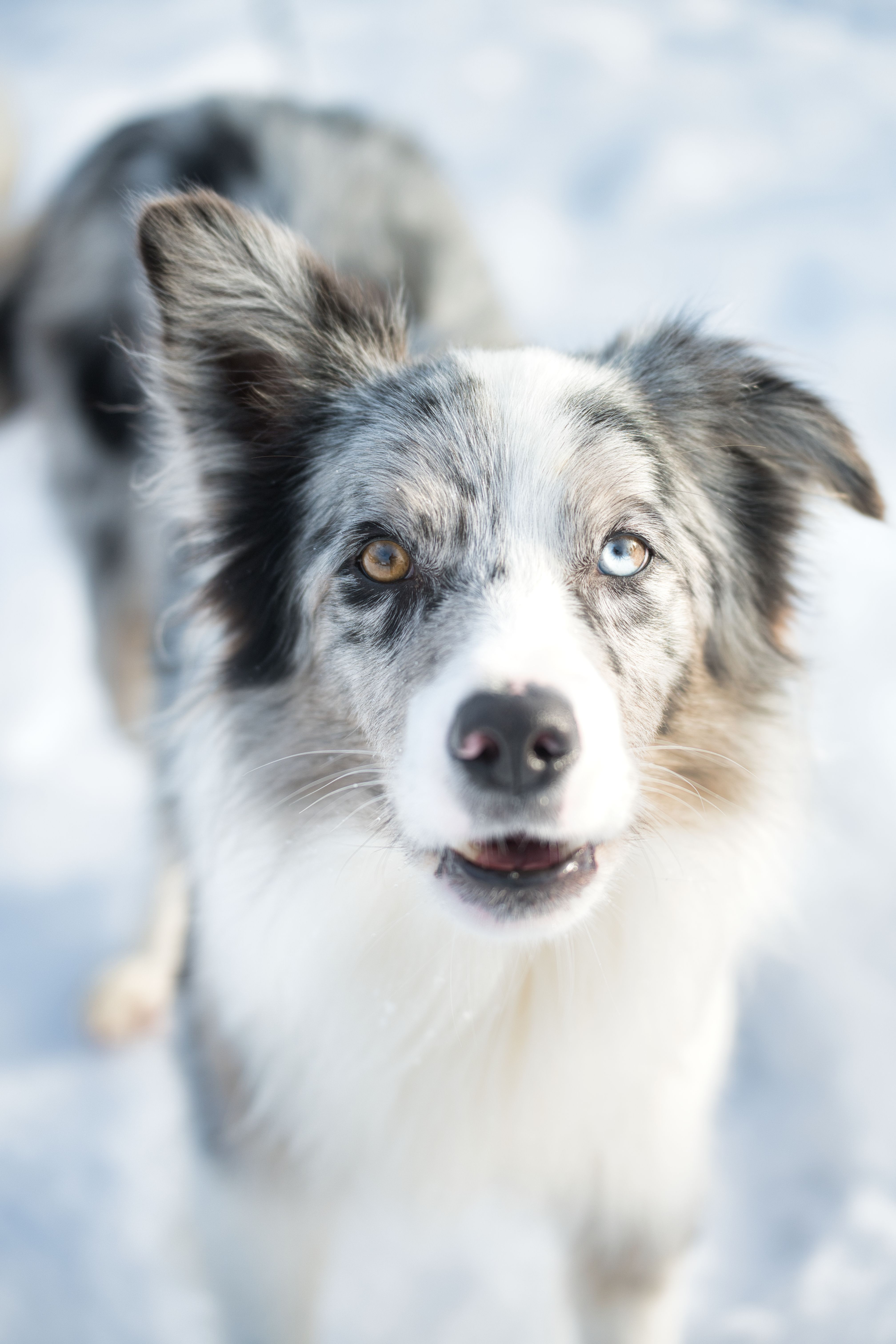 Blue Merle Border Collie in Snowy Landscape · Free Stock Photo