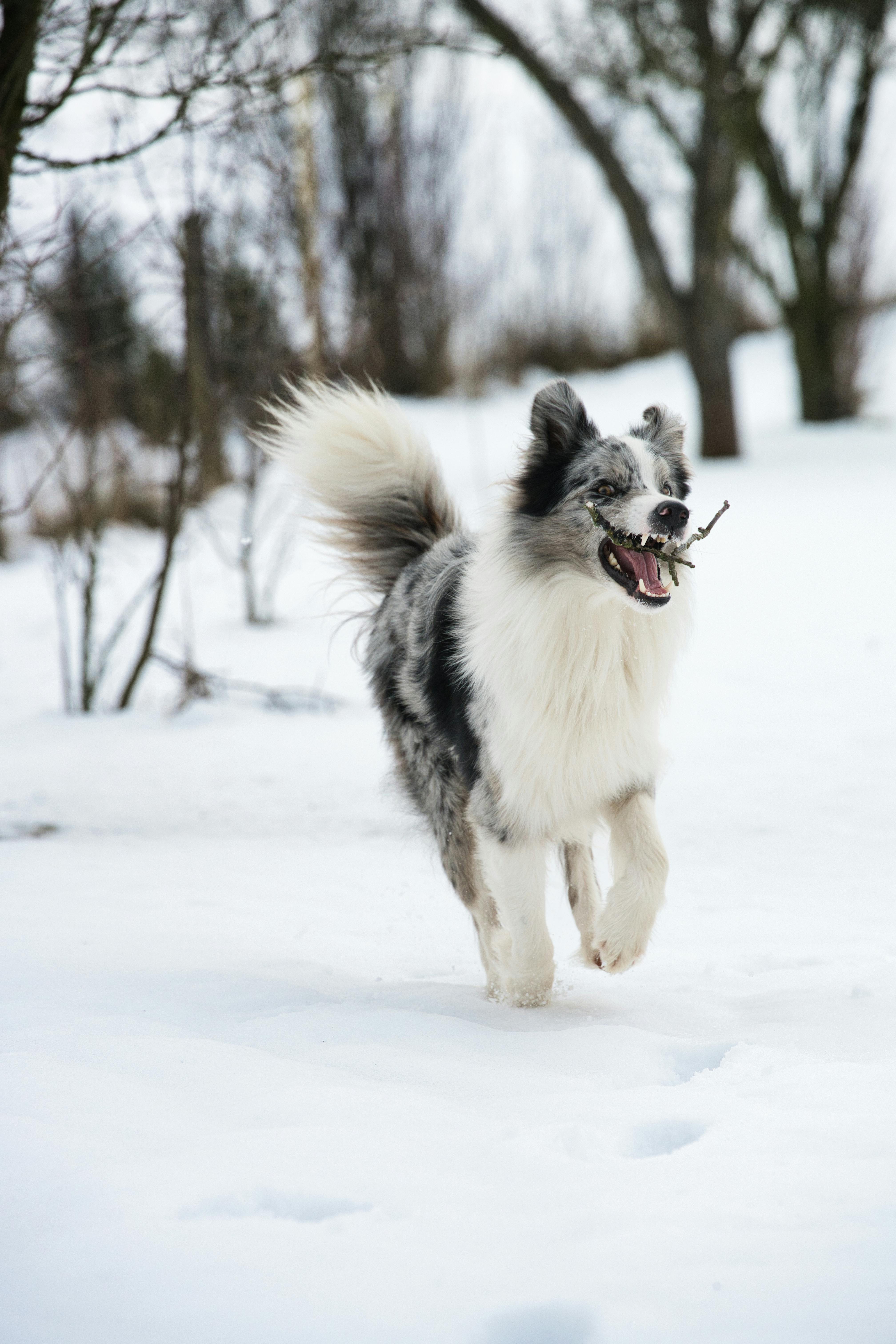 Idle+(Python+3. Photos, Download The BEST Free Idle+(Python+3. Stock ...