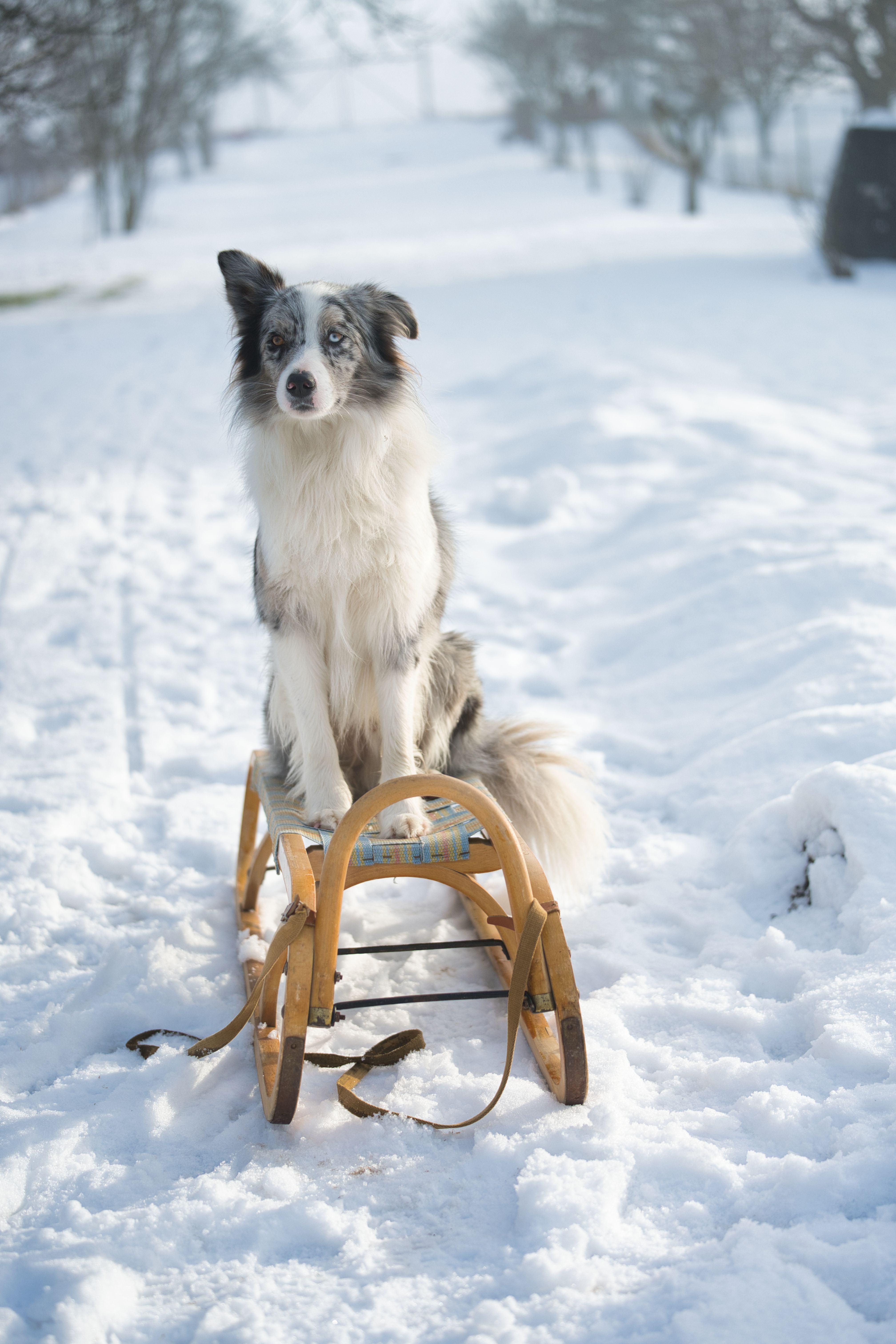 Snow+Borders Photos, Download The BEST Free Snow+Borders Stock Photos ...