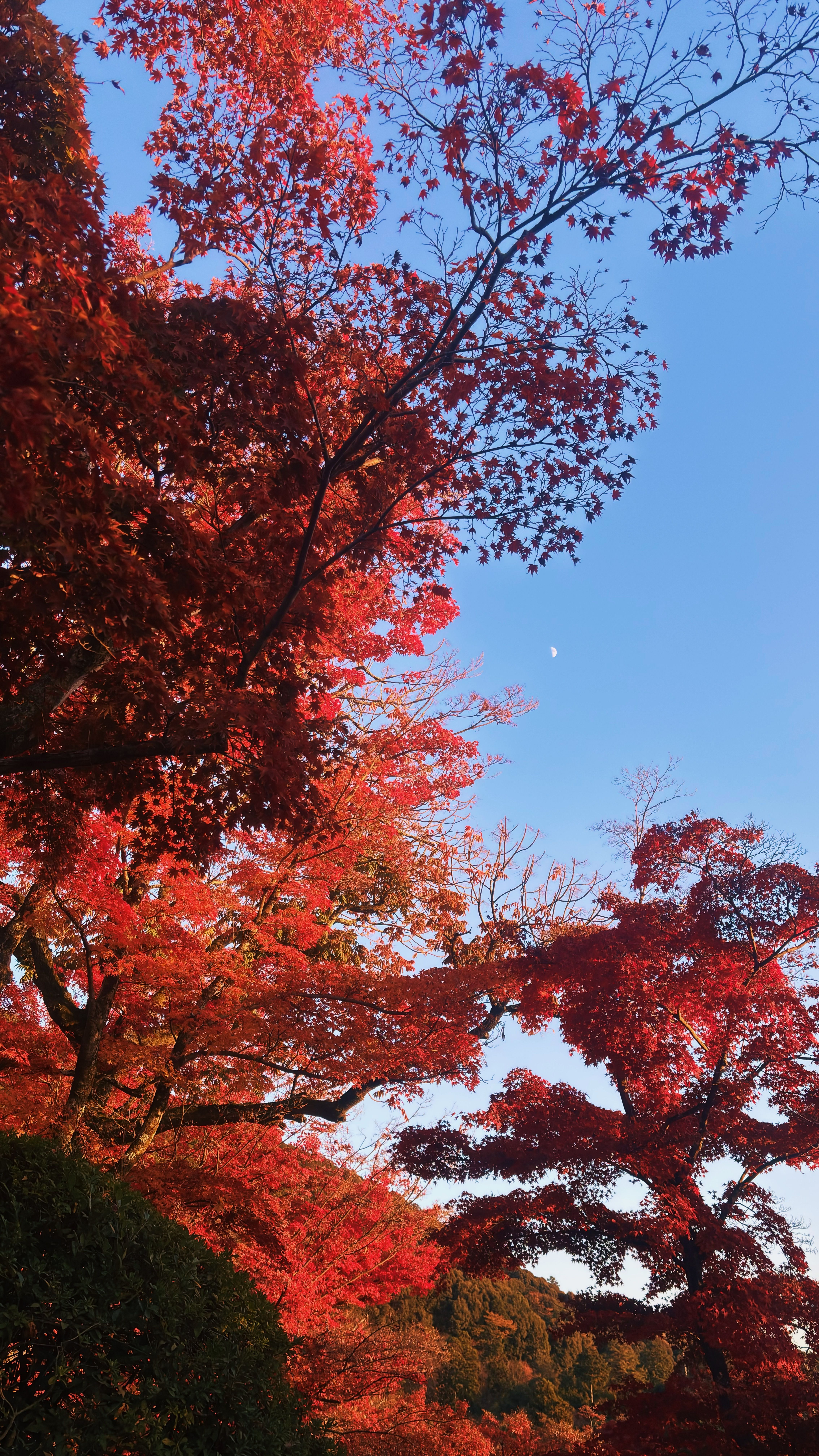 Vibrant Autumn Maple Trees in Kyoto, Japan · Free Stock Photo