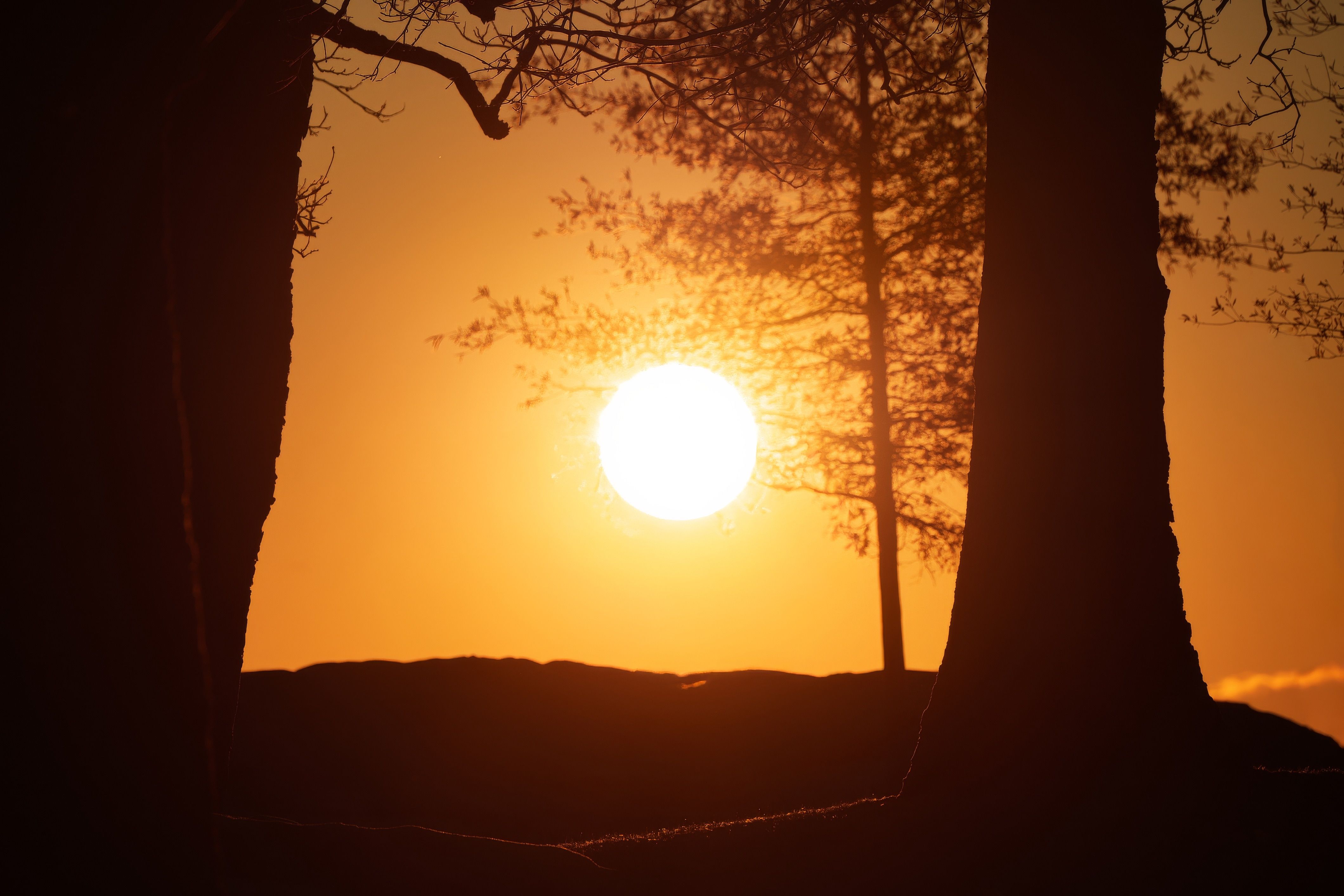 Stunning Sunset Through Forest Silhouette · Free Stock Photo