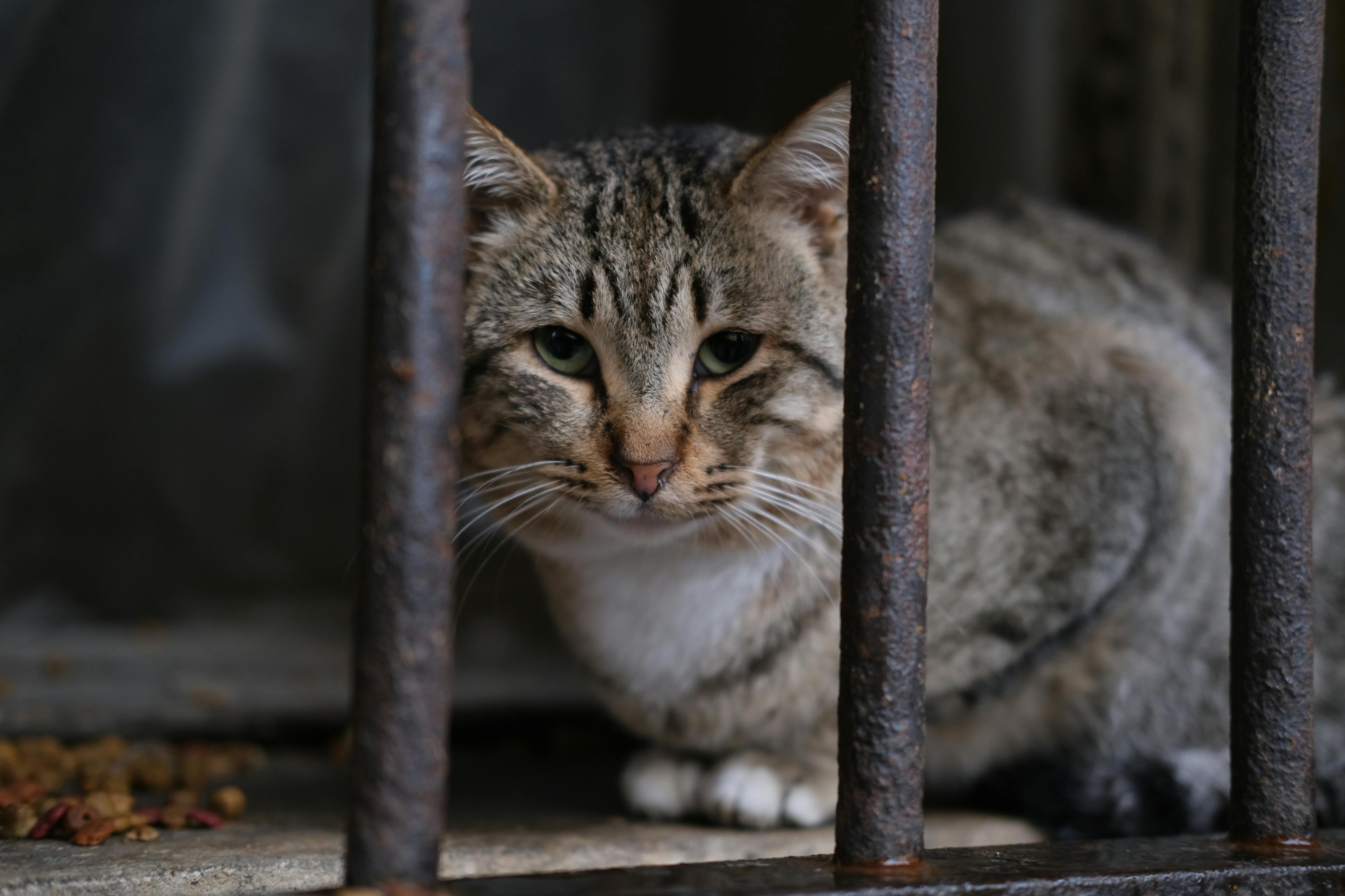 Close-up of a Stray Cat Behind Bars in Istanbul · Free Stock Photo