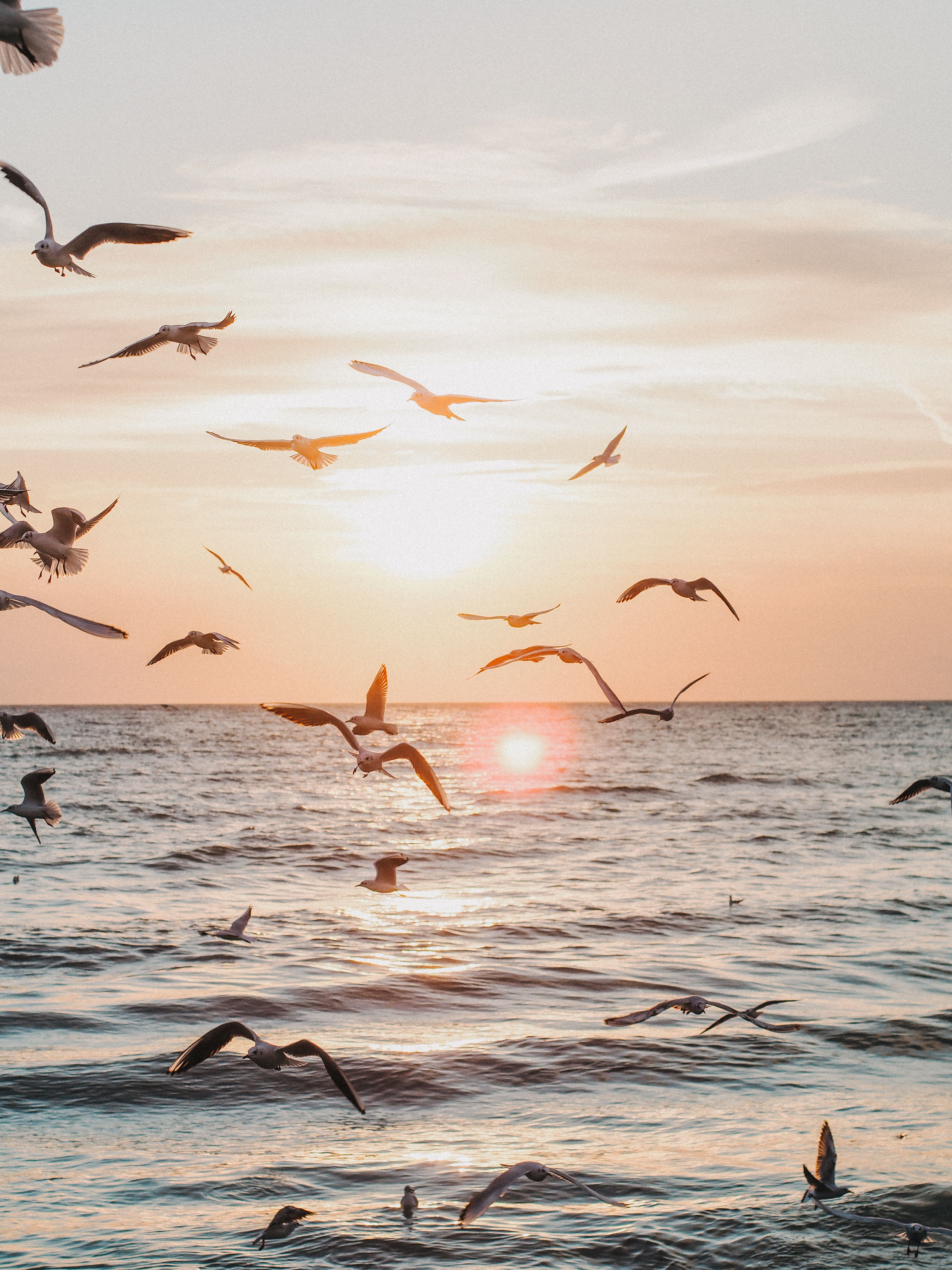 Tranquil Sunset Over Ocean with Flying Seagulls · Free Stock Photo