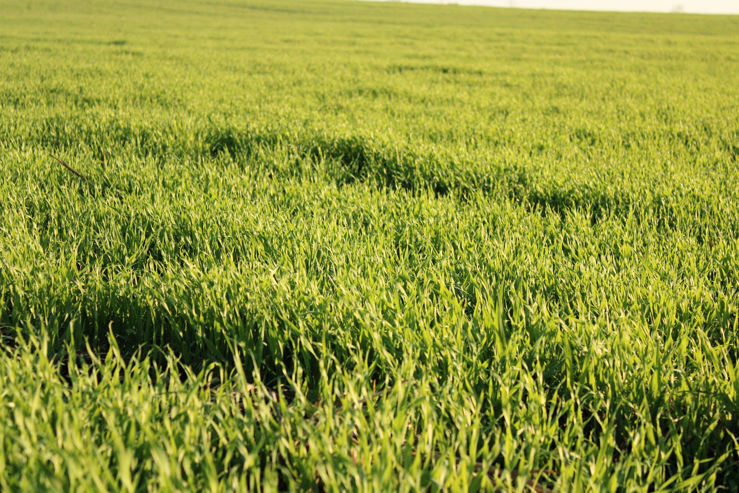 Green Land Background Photos, Download The BEST Free Green Land ...