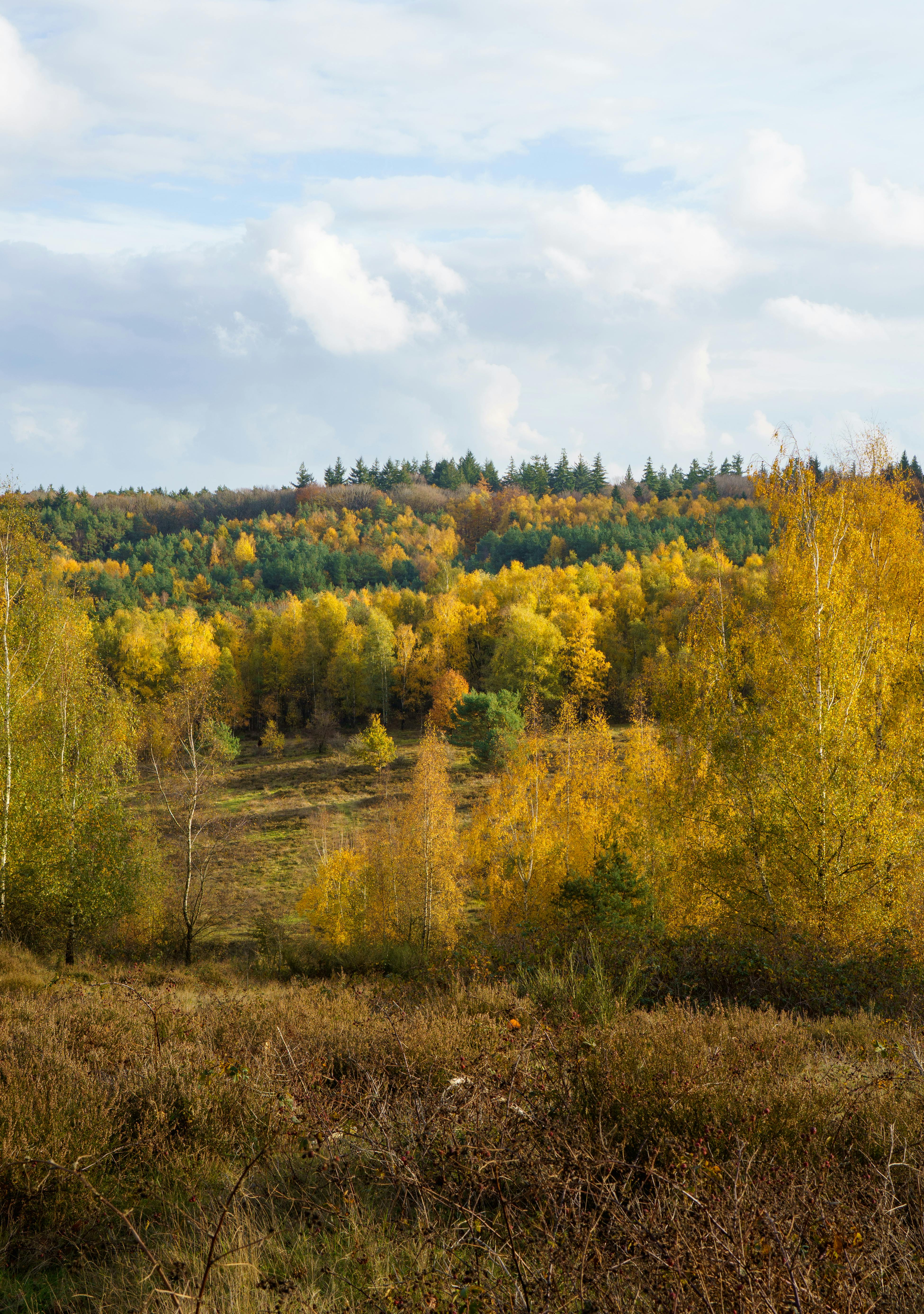 Gratis stockfoto van autumn, autumn colors, autumn forest, autumn ...