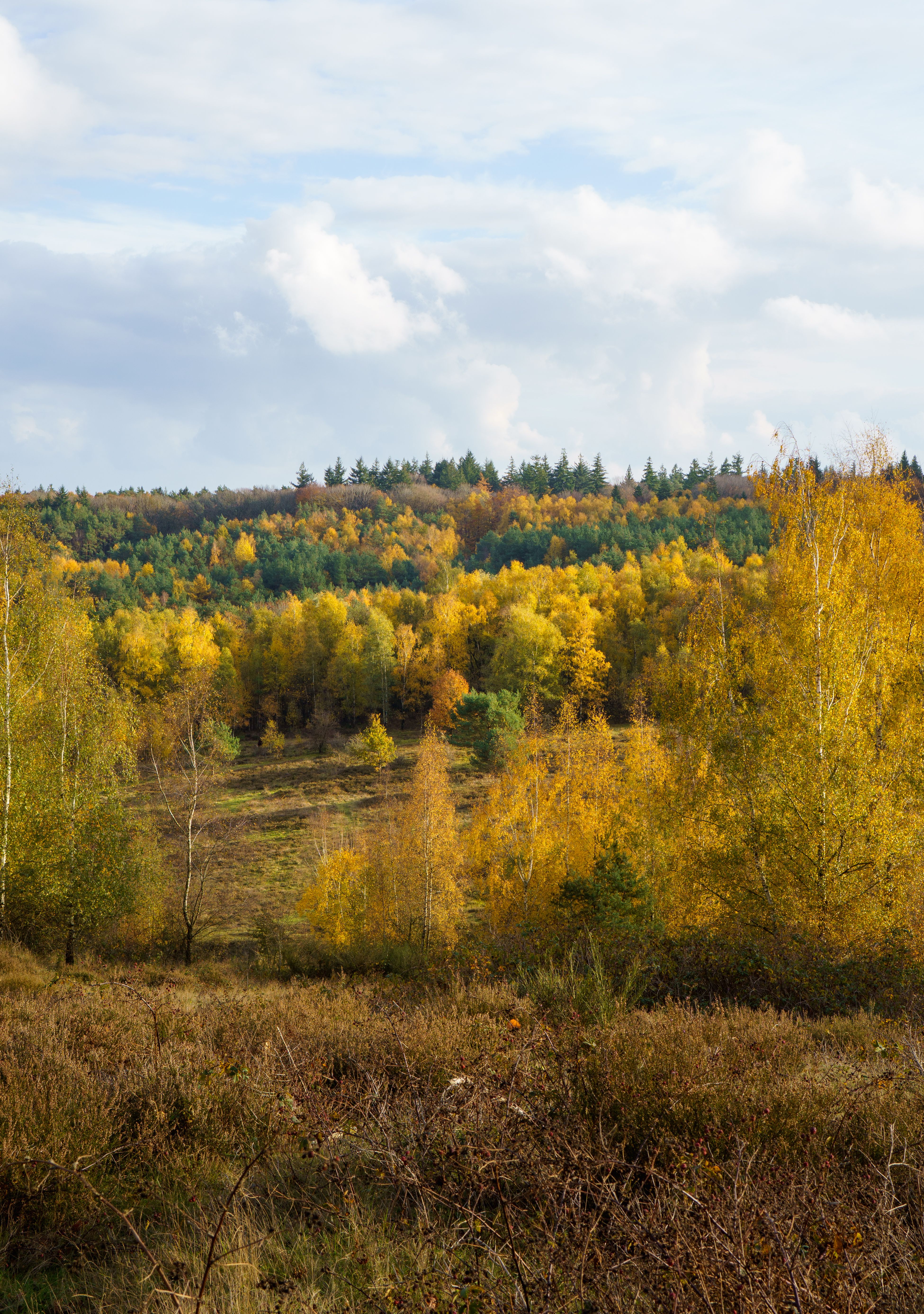 Gratis stockfoto van autumn, autumn colors, autumn forest, autumn ...