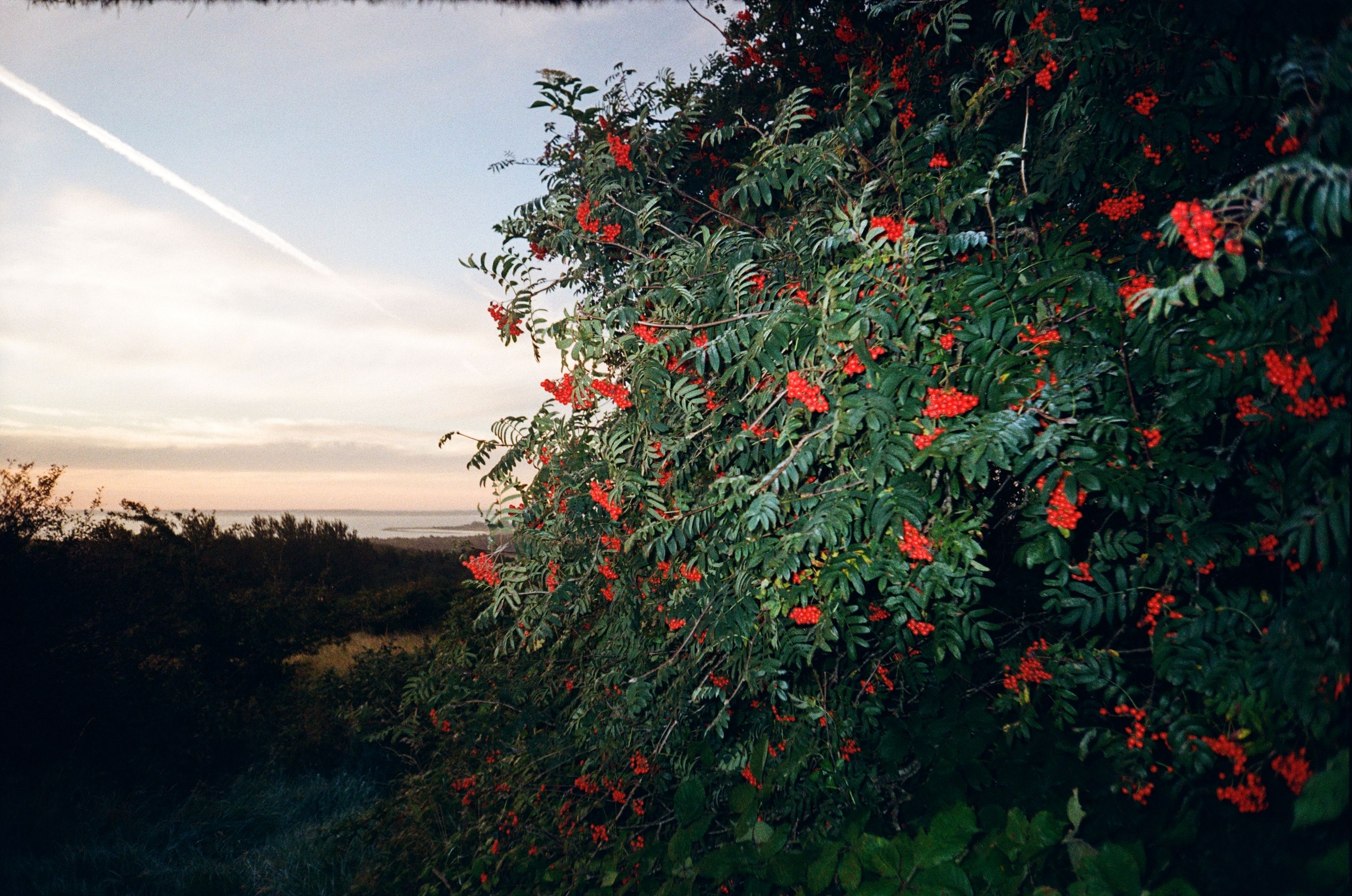 Vibrant Red Berries on Bush at Sunset in Fur, Denmark · Free Stock Photo