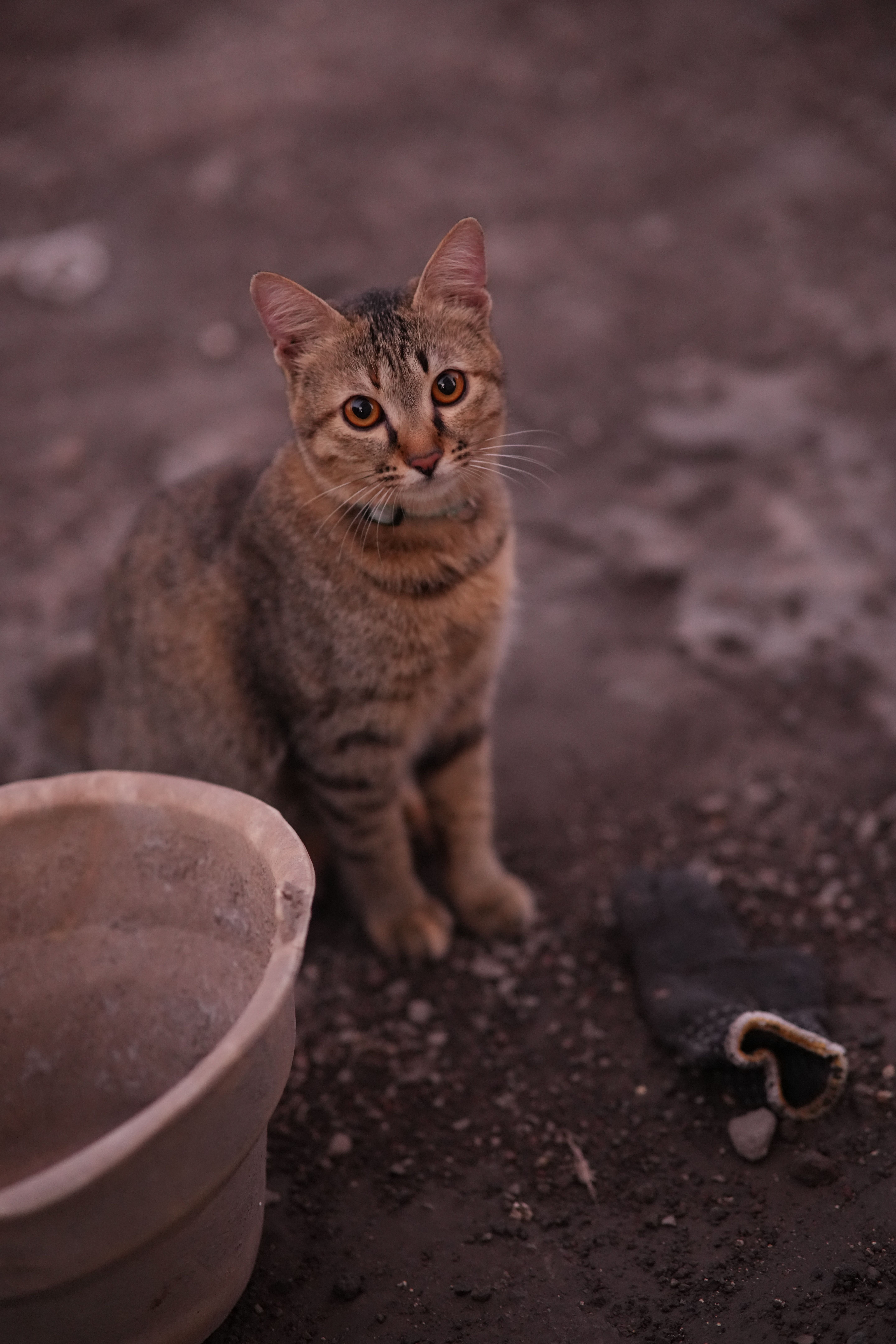 Adorable Tabby Cat in Earthy Outdoor Setting · Free Stock Photo