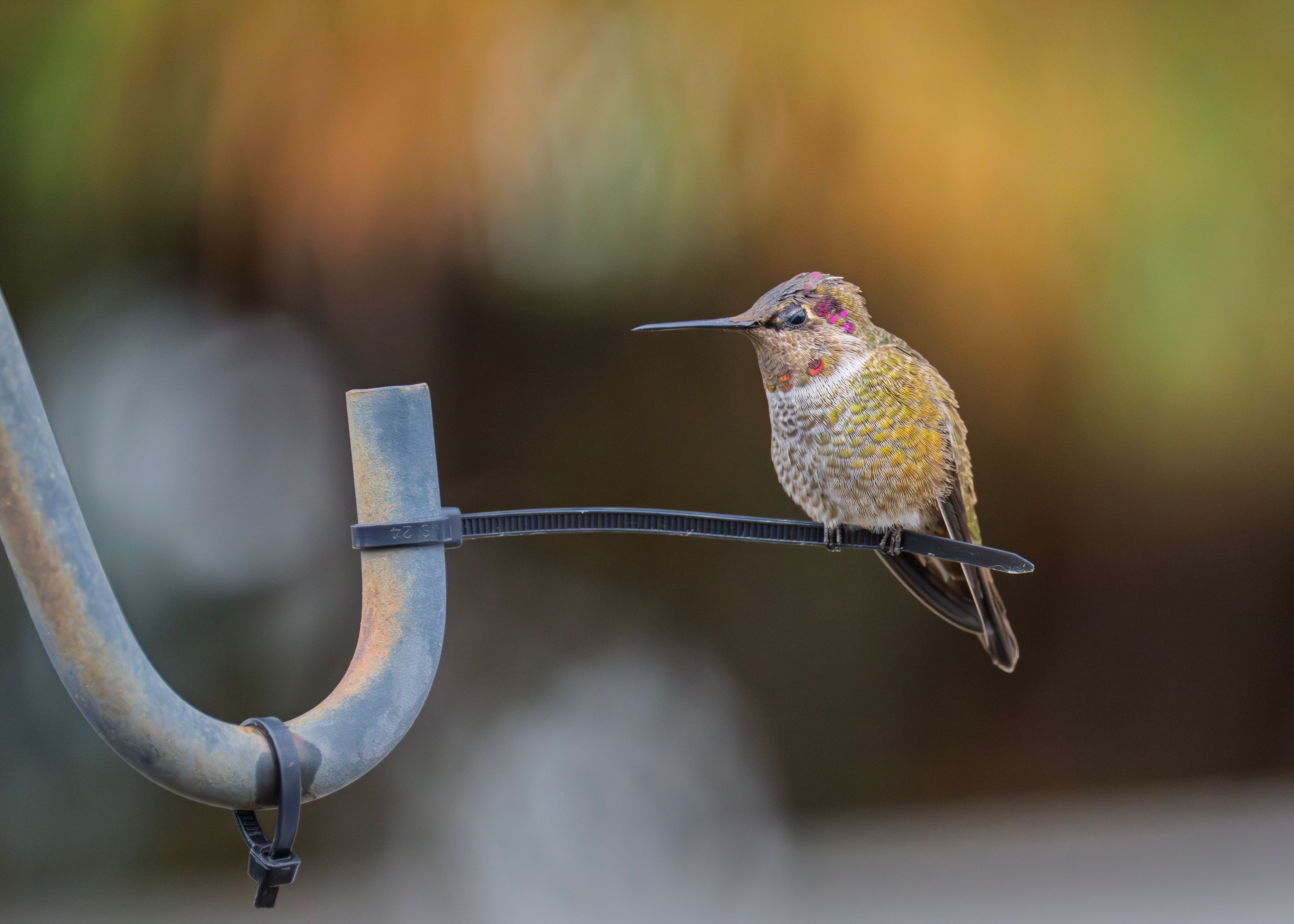 Anna's Hummingbird Perching on Metal Rod · Free Stock Photo