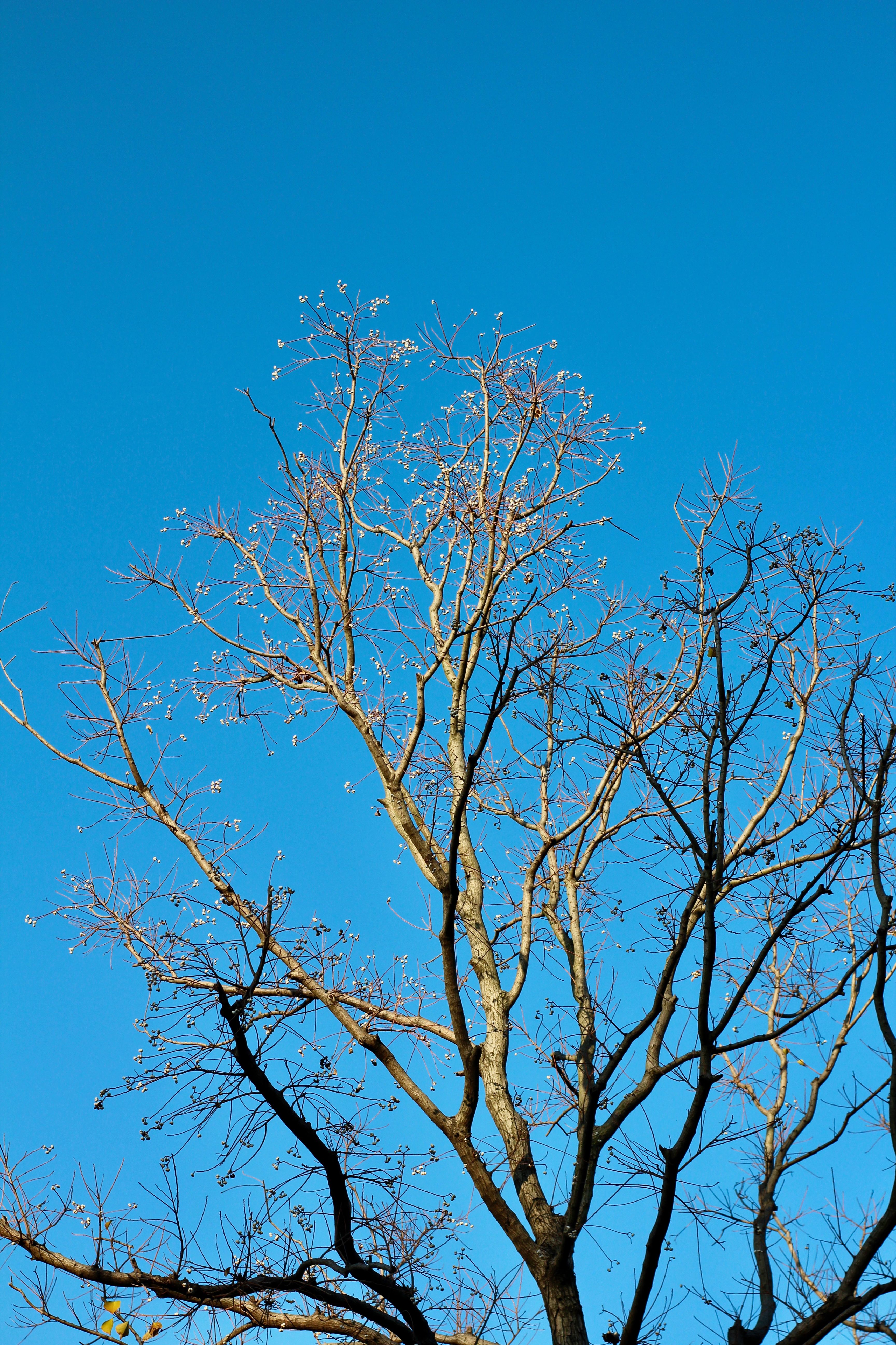 Bark Geast Photos, Download The BEST Free Bark Geast Stock Photos & HD ...