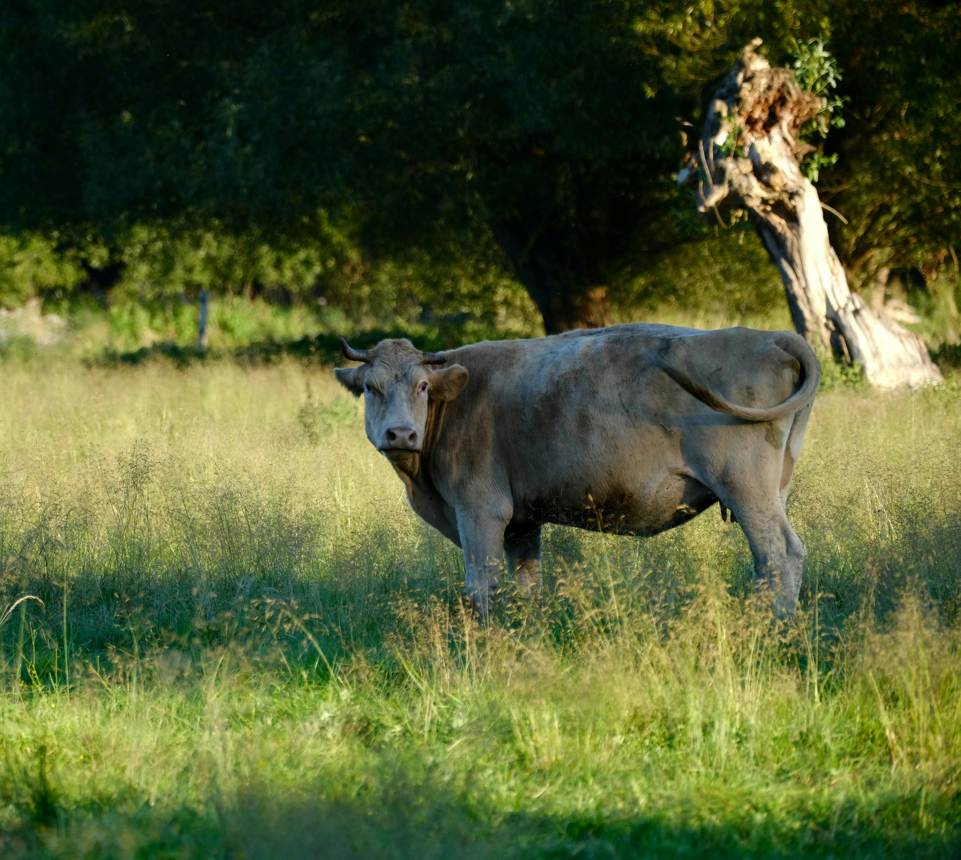 Fs2000 Cow Photos, Download The BEST Free Fs2000 Cow Stock Photos & HD ...