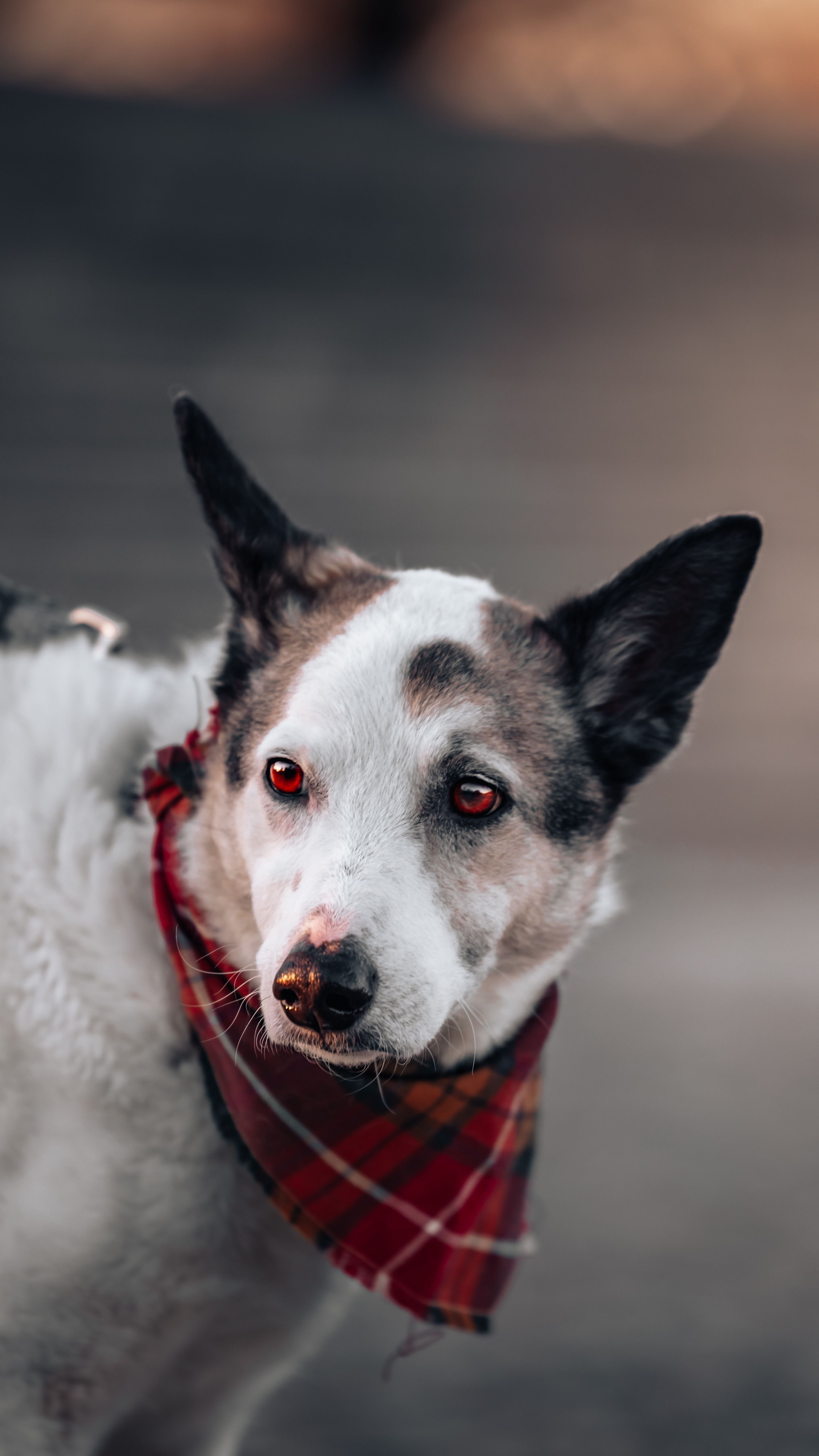 Adorable Dog in Red Plaid Bandana Outdoors · Free Stock Photo