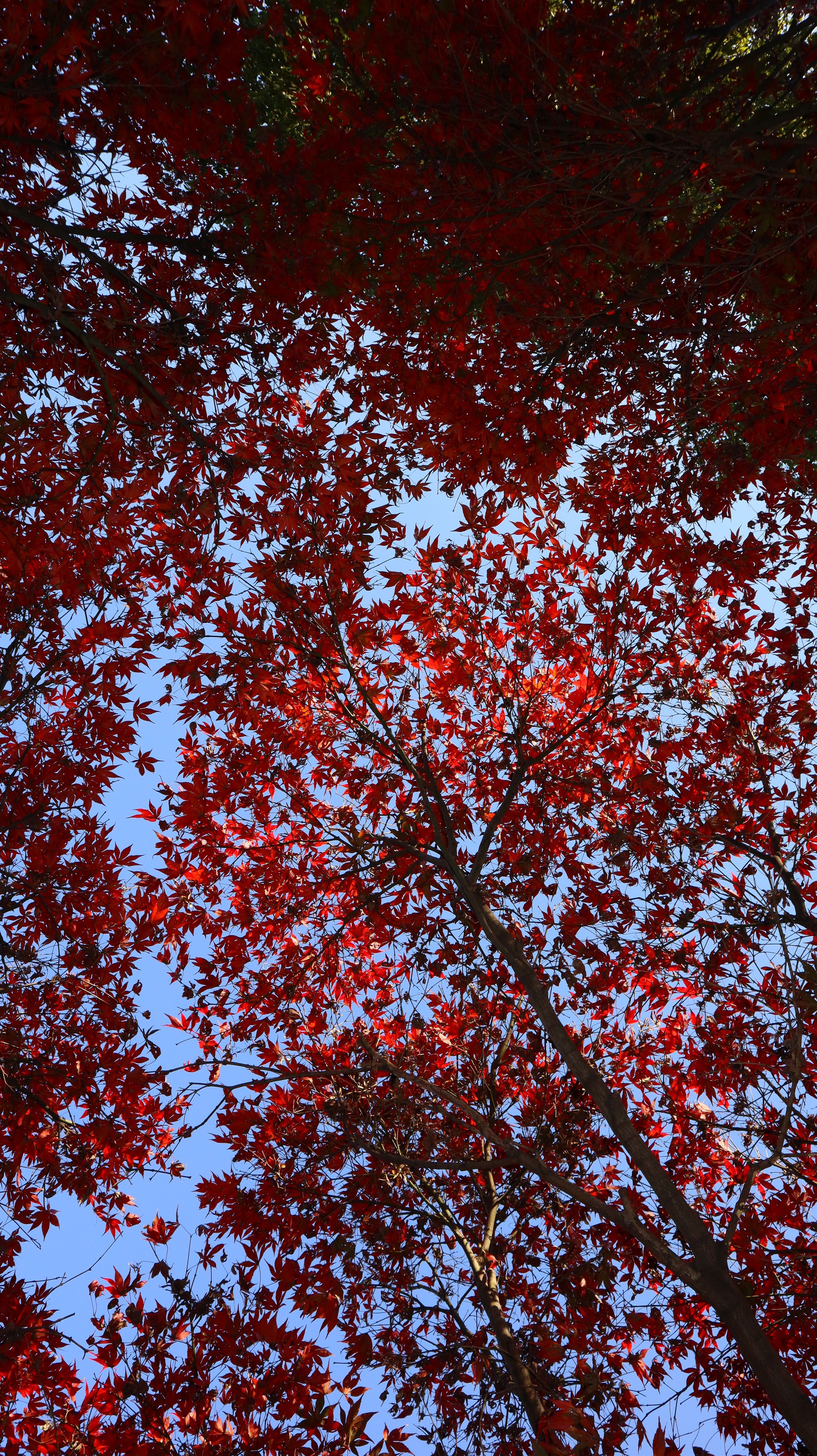 Vibrant Red Maple Leafs Against Blue Sky · Free Stock Photo
