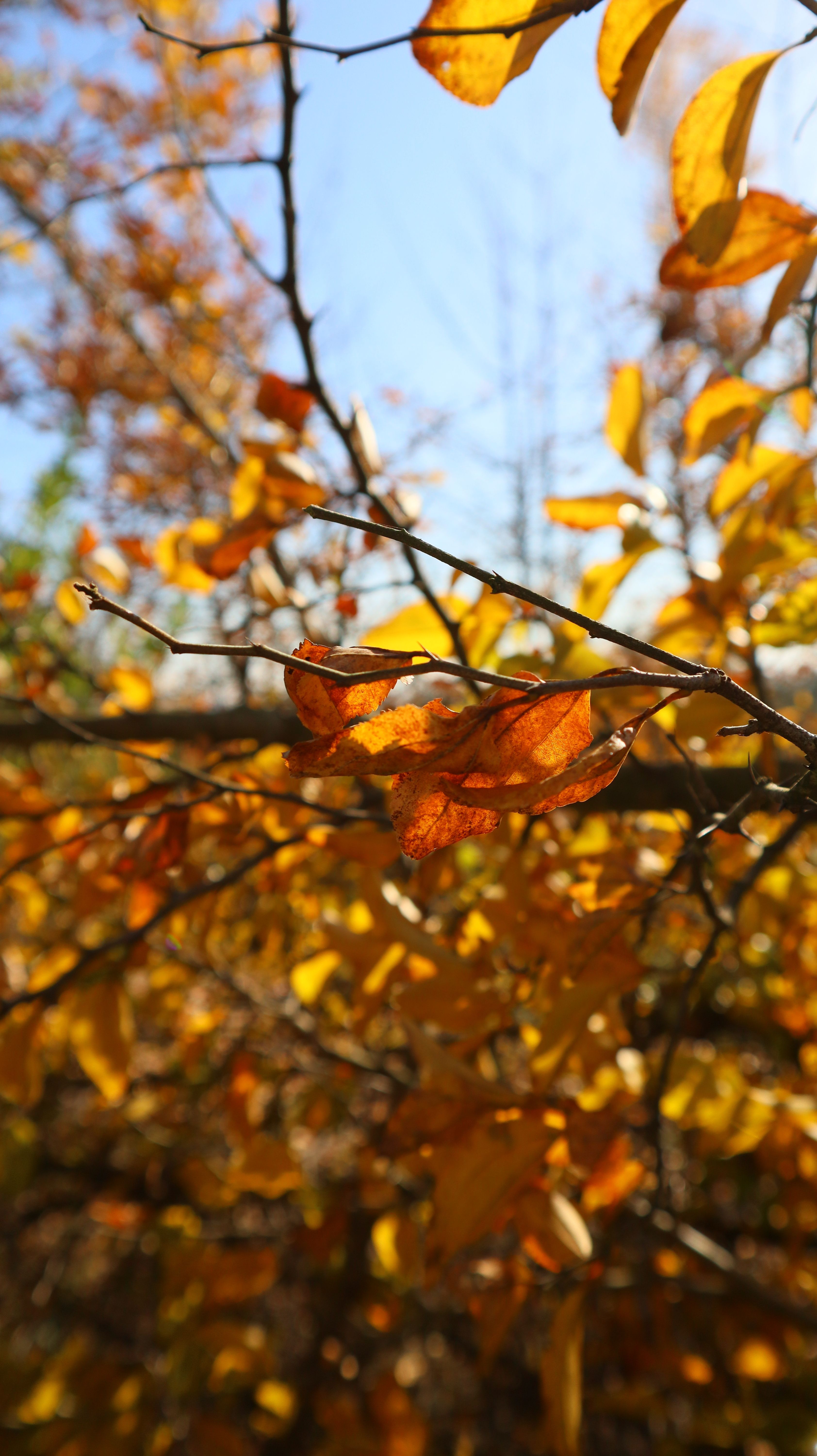 Vivid Autumn Leaves Backlit by Sunlight · Free Stock Photo