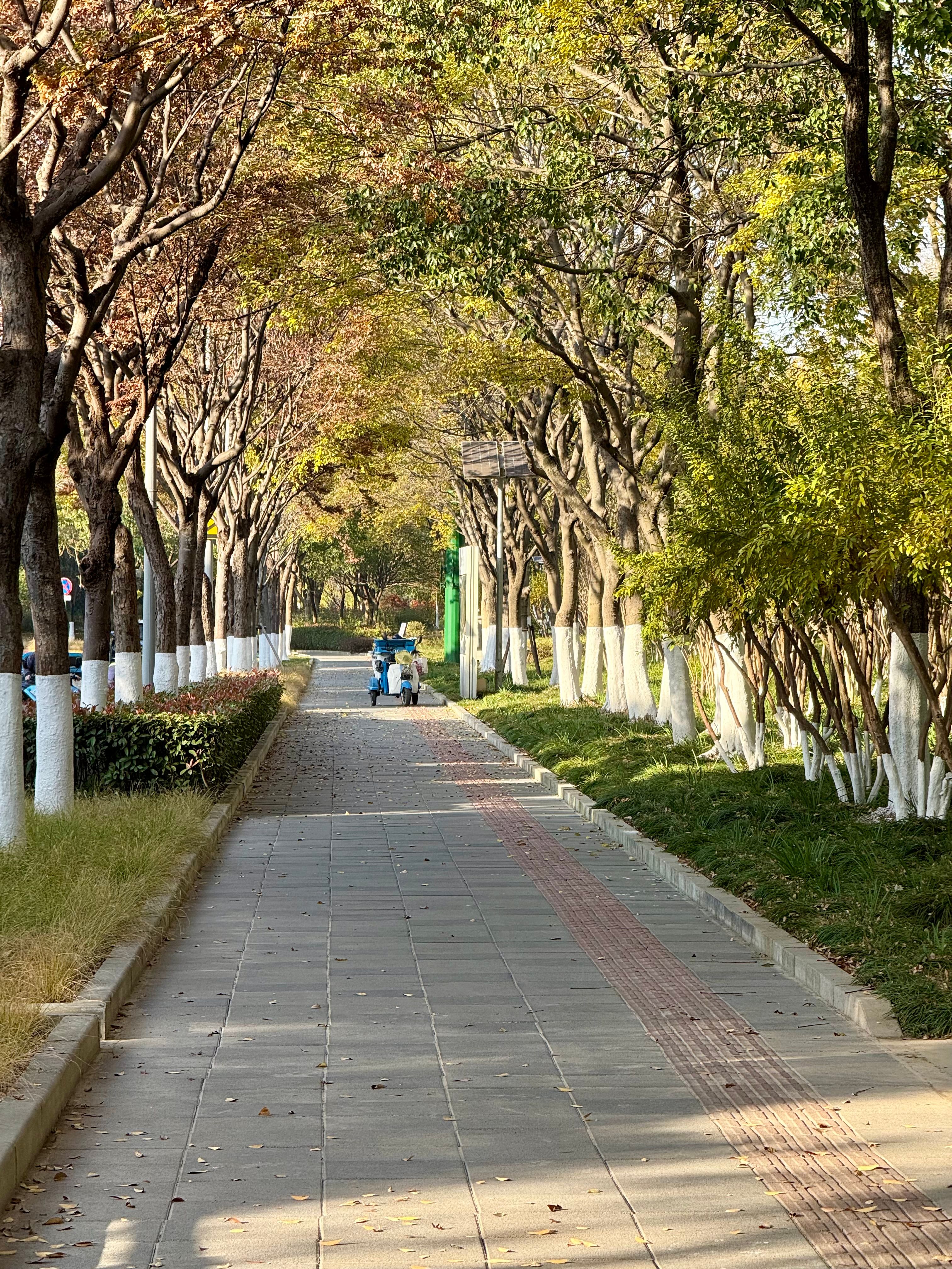 Serene Tree-Lined Path in Autumn Sunshine · Free Stock Photo