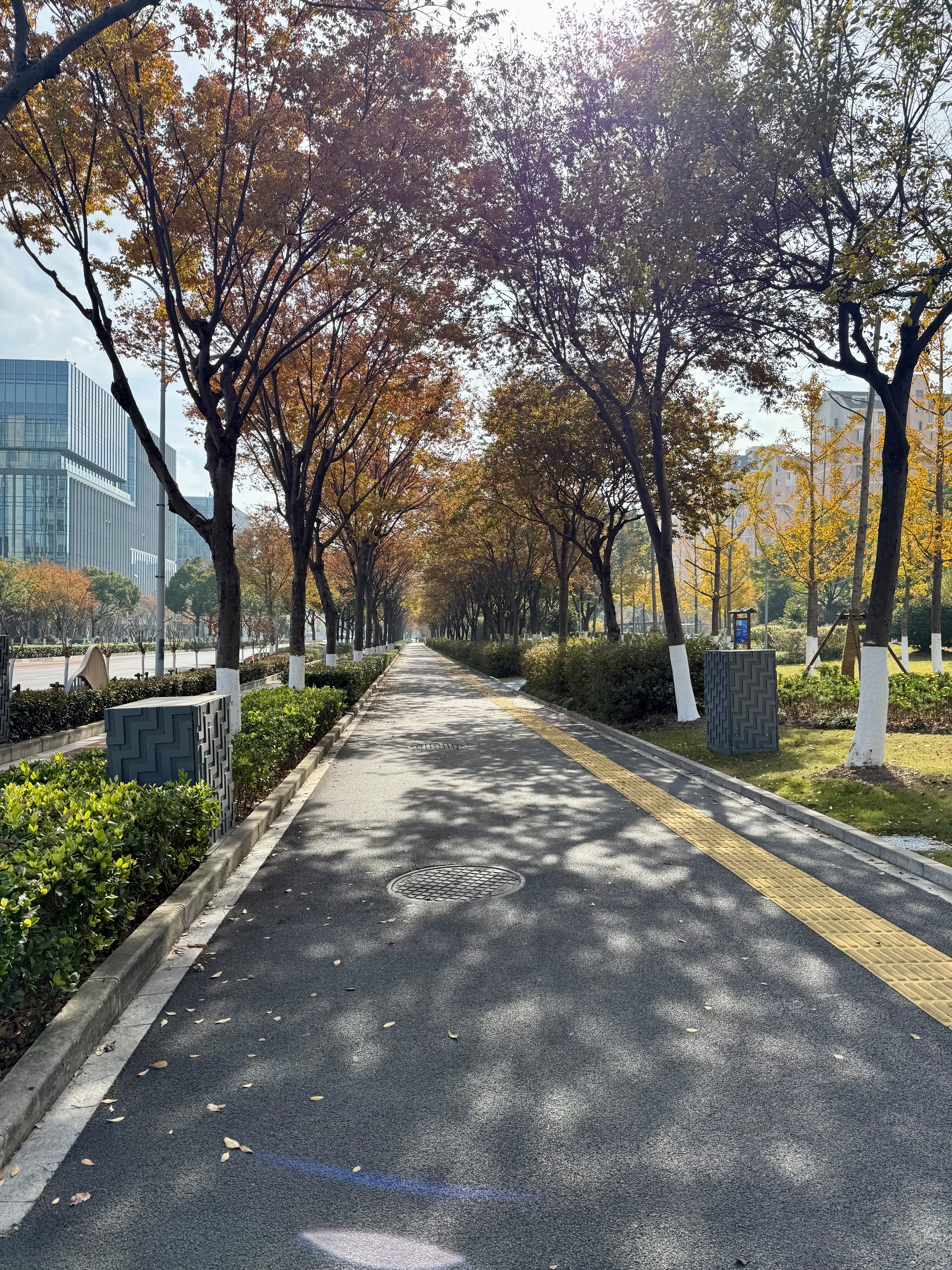 Tree-Lined Pathway in Shanghai On a Sunny Day · Free Stock Photo
