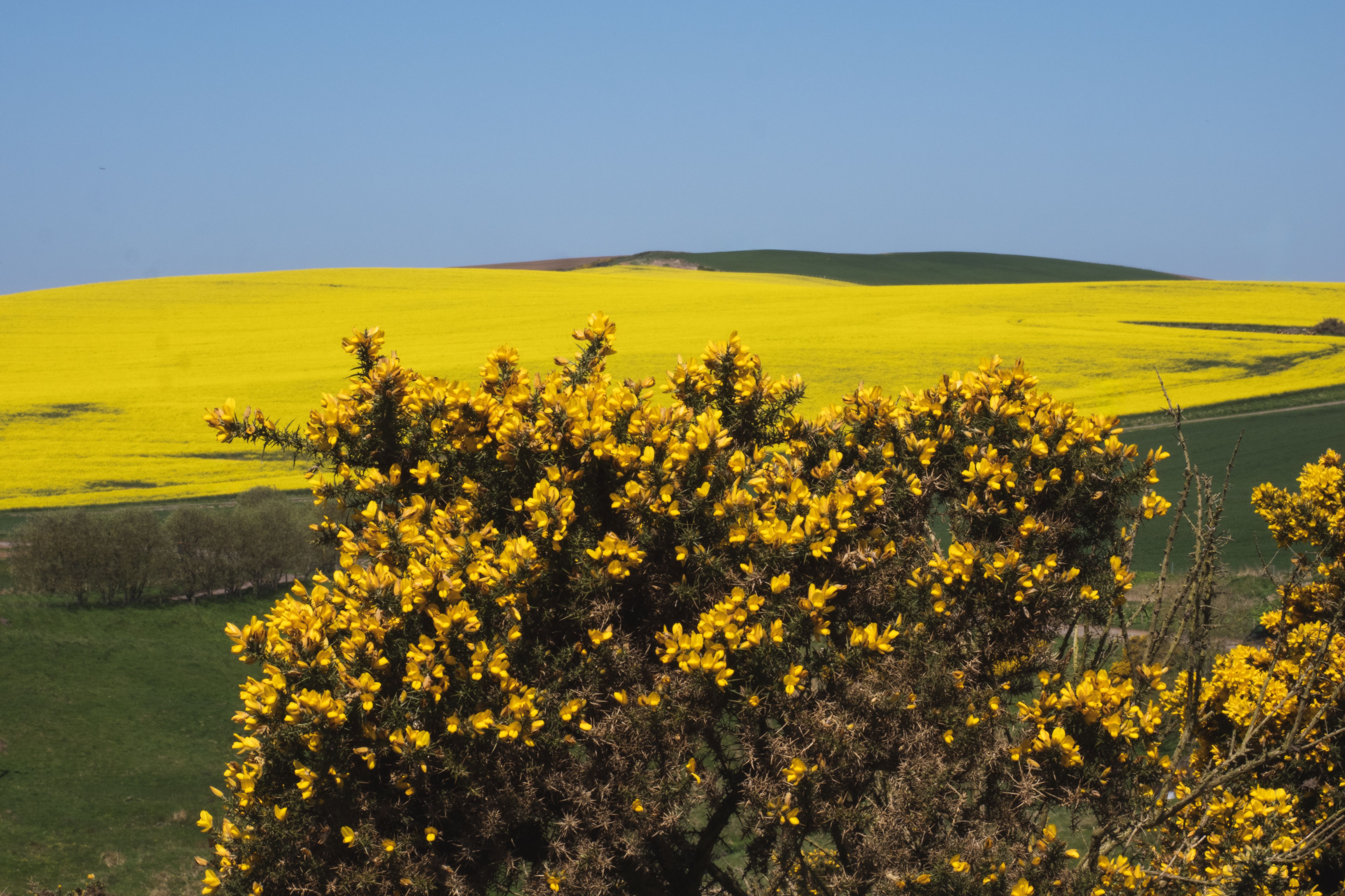 Vibrant Yellow Fields in Full Spring Bloom · Free Stock Photo