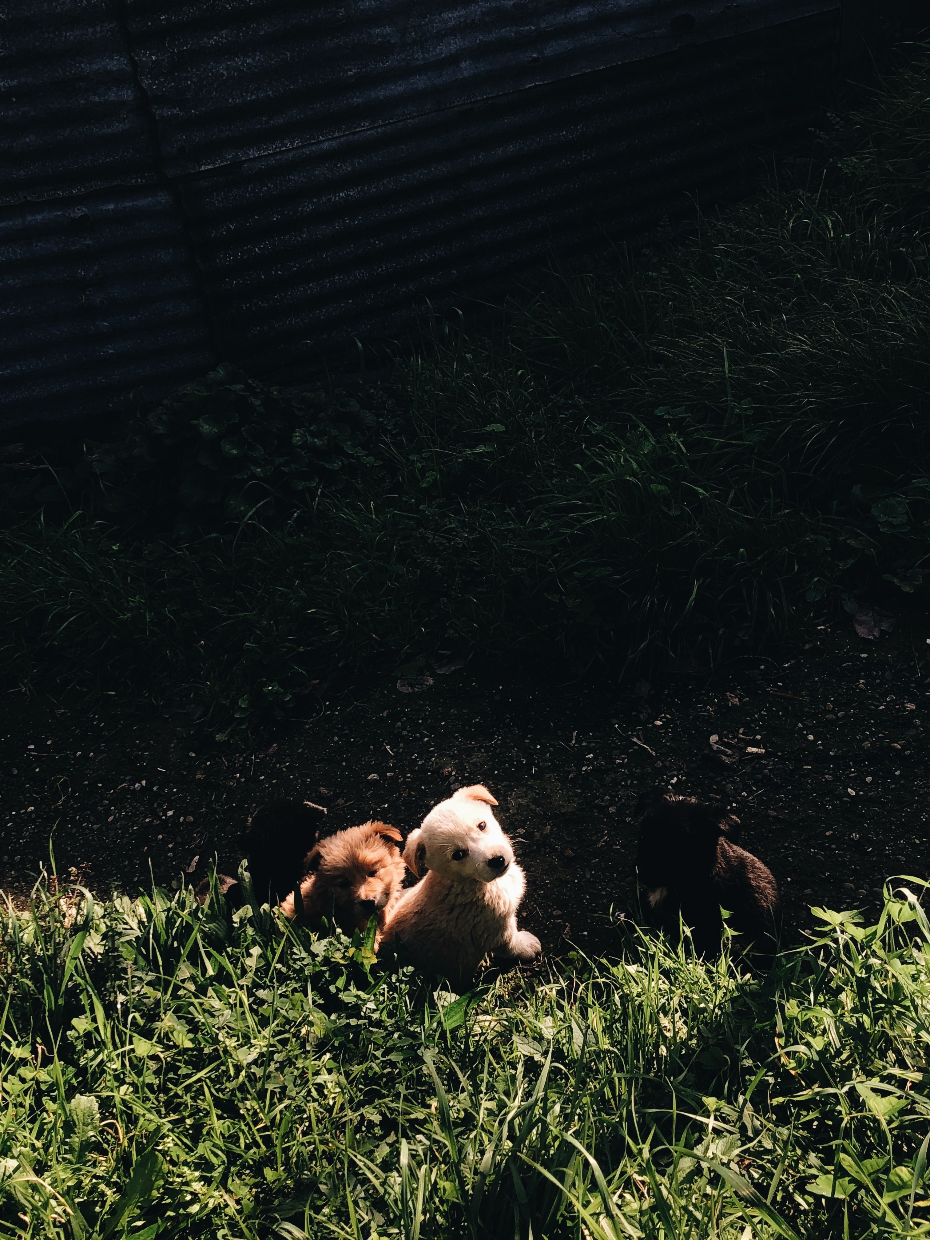 Adorable Puppies Playing in Sunny Outdoors · Free Stock Photo