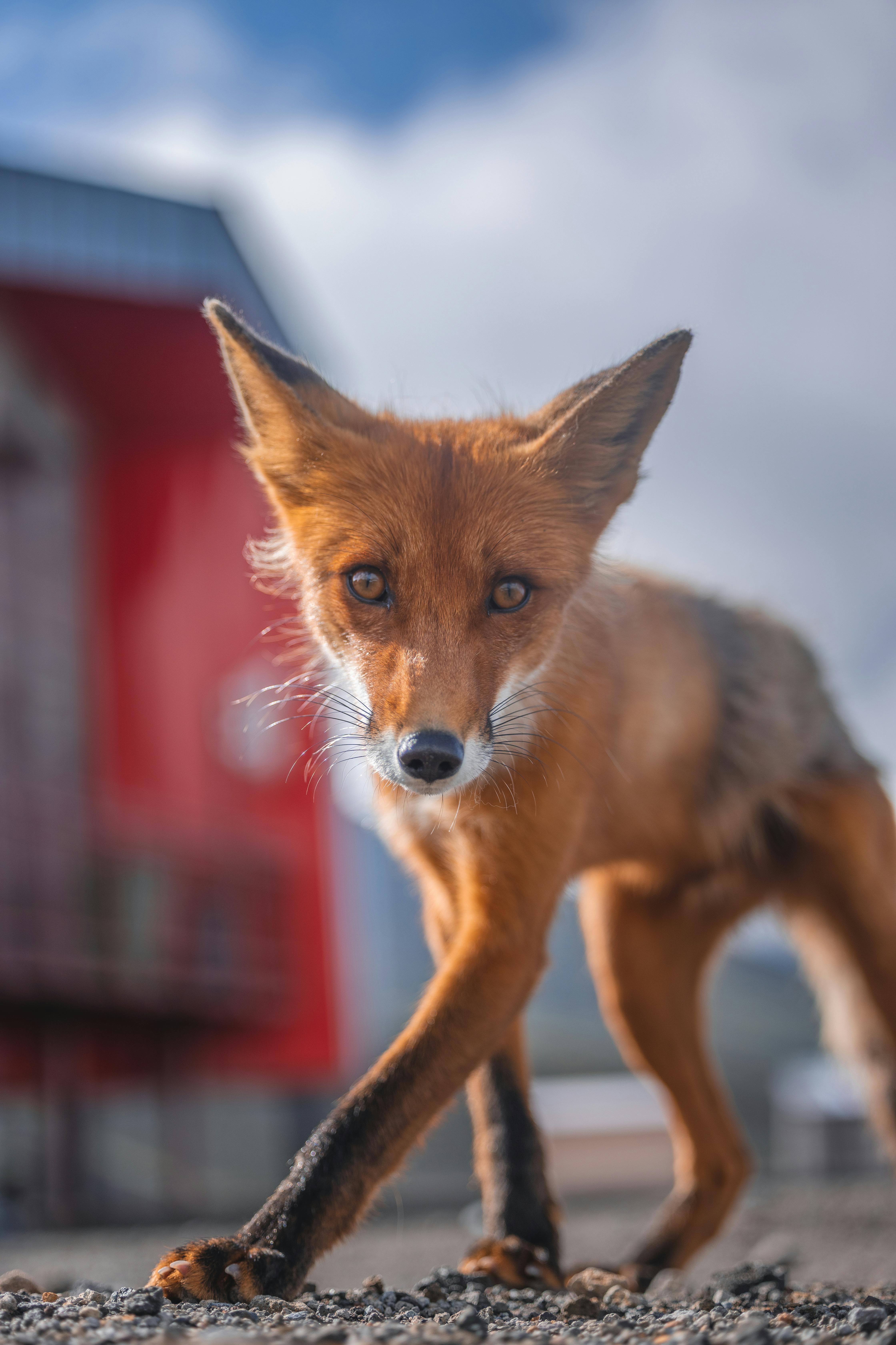 Zoom Background Fancy Livingroom Photos, Download The BEST Free Zoom ...