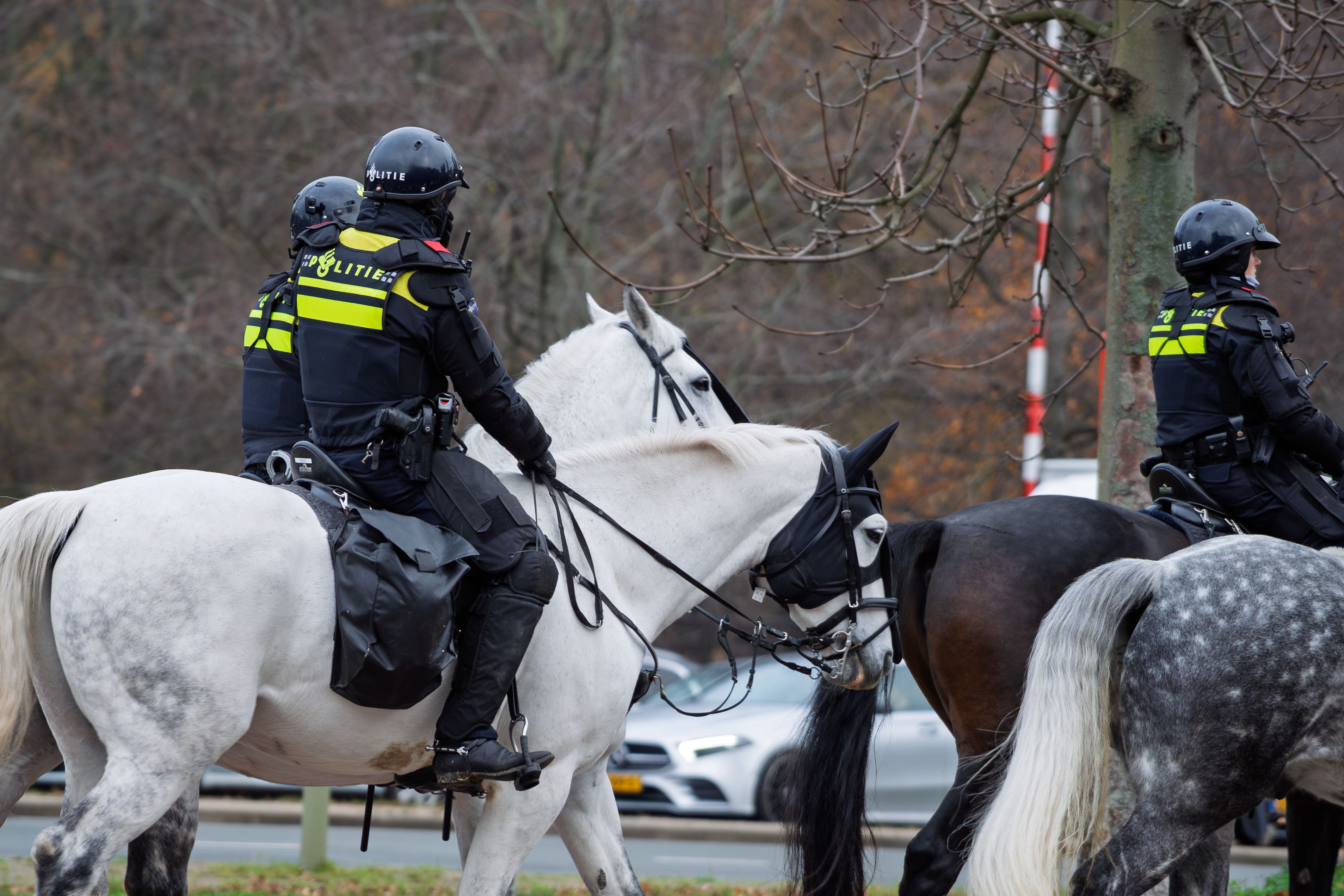 Mounted Police Patrol in Urban Park Setting · Free Stock Photo