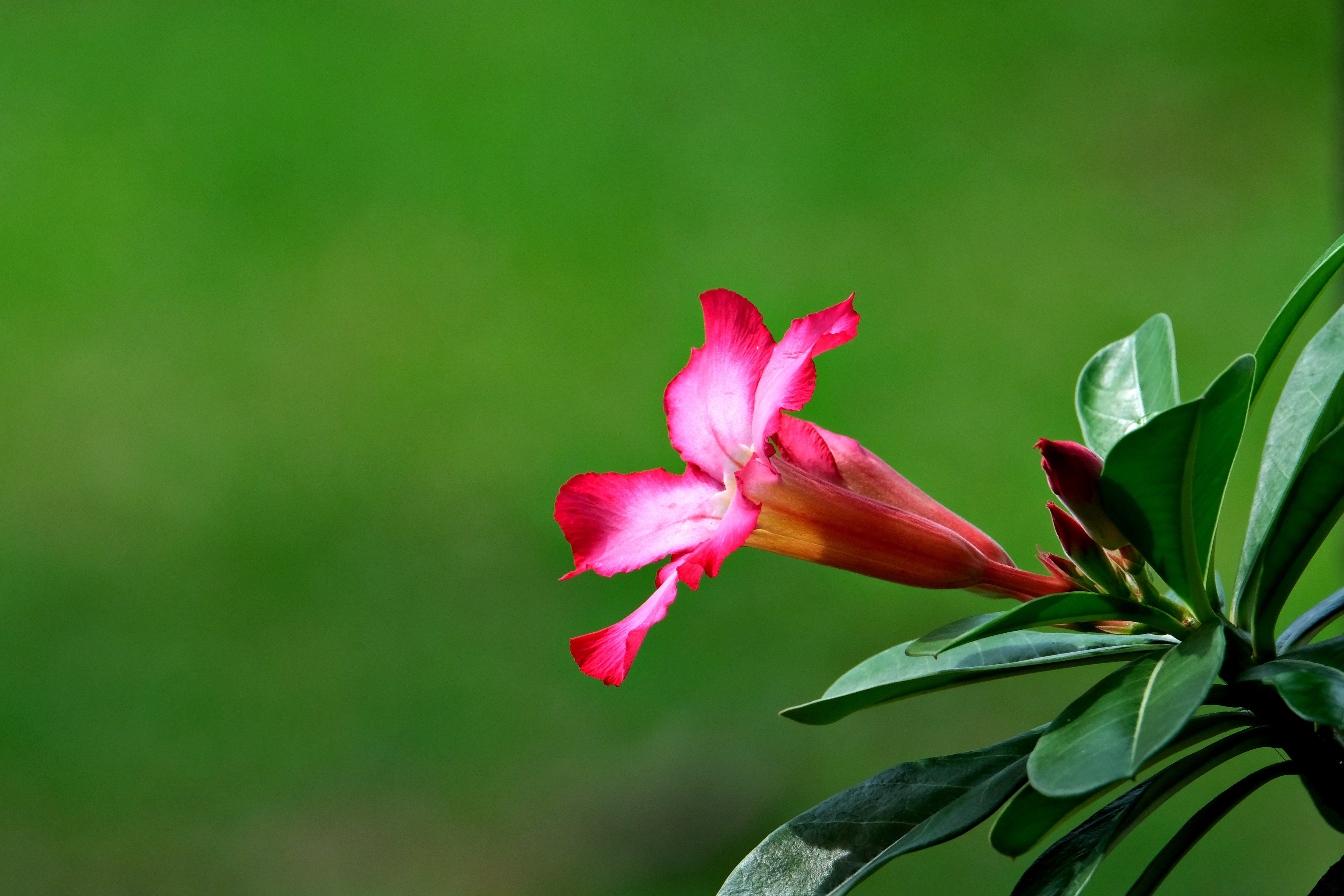 Close-Up of a Vibrant Pink Adenium Flower Outdoors · Free Stock Photo