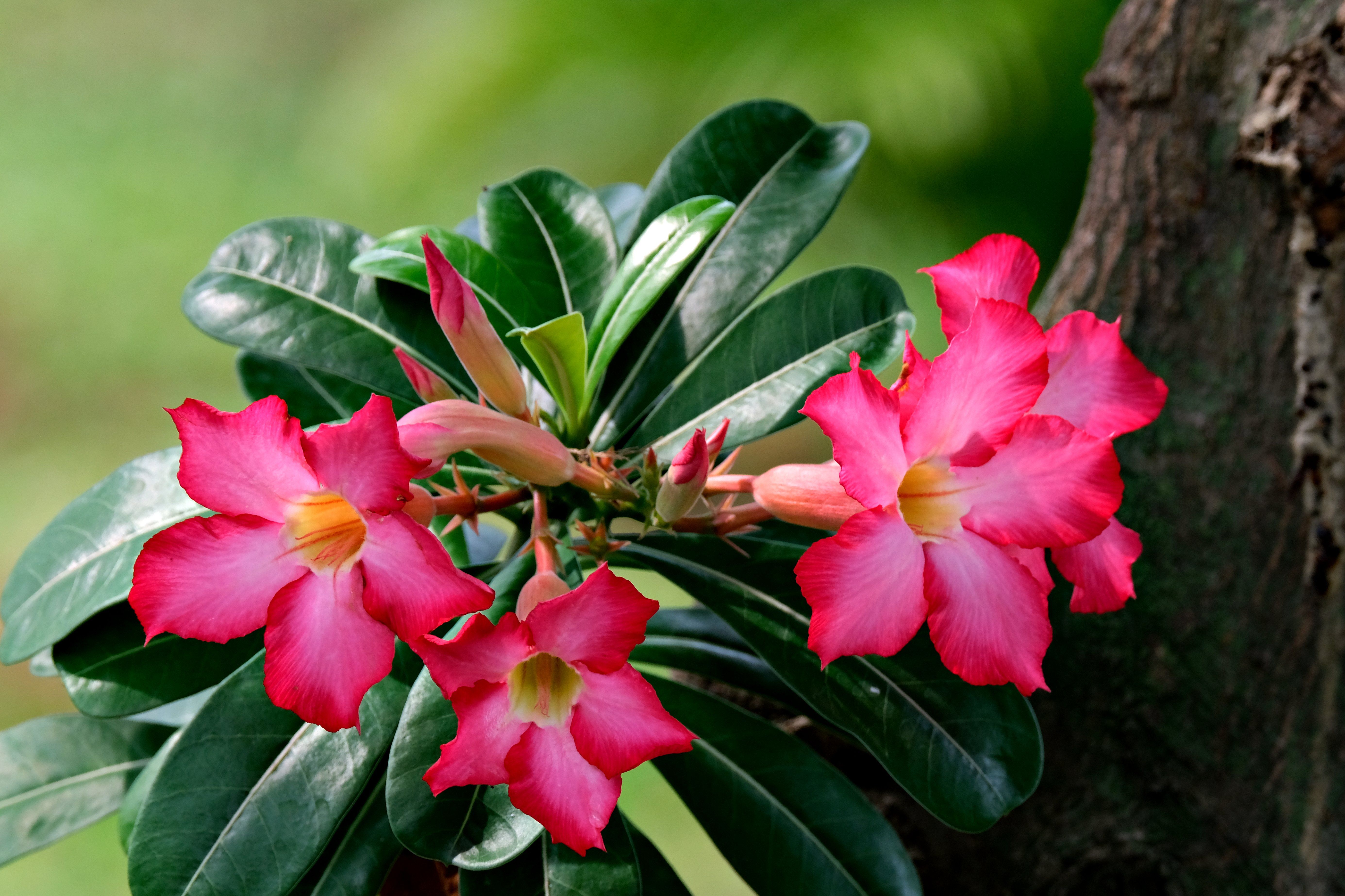 Vivid Pink Desert Rose Blossoms Outdoors · Free Stock Photo