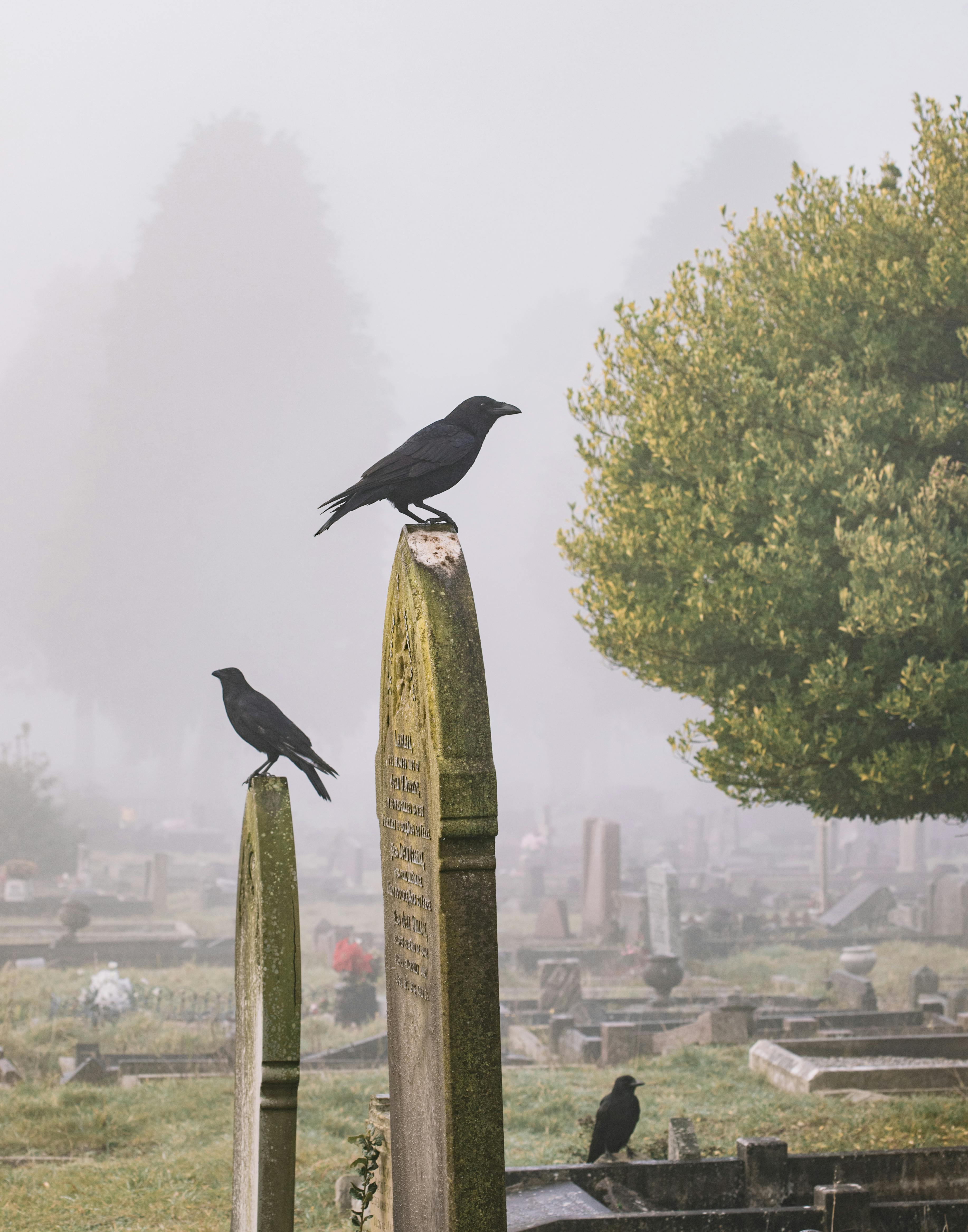 2,000+ Best Cemetery Photos · 100% Free Download · Pexels Stock Photos