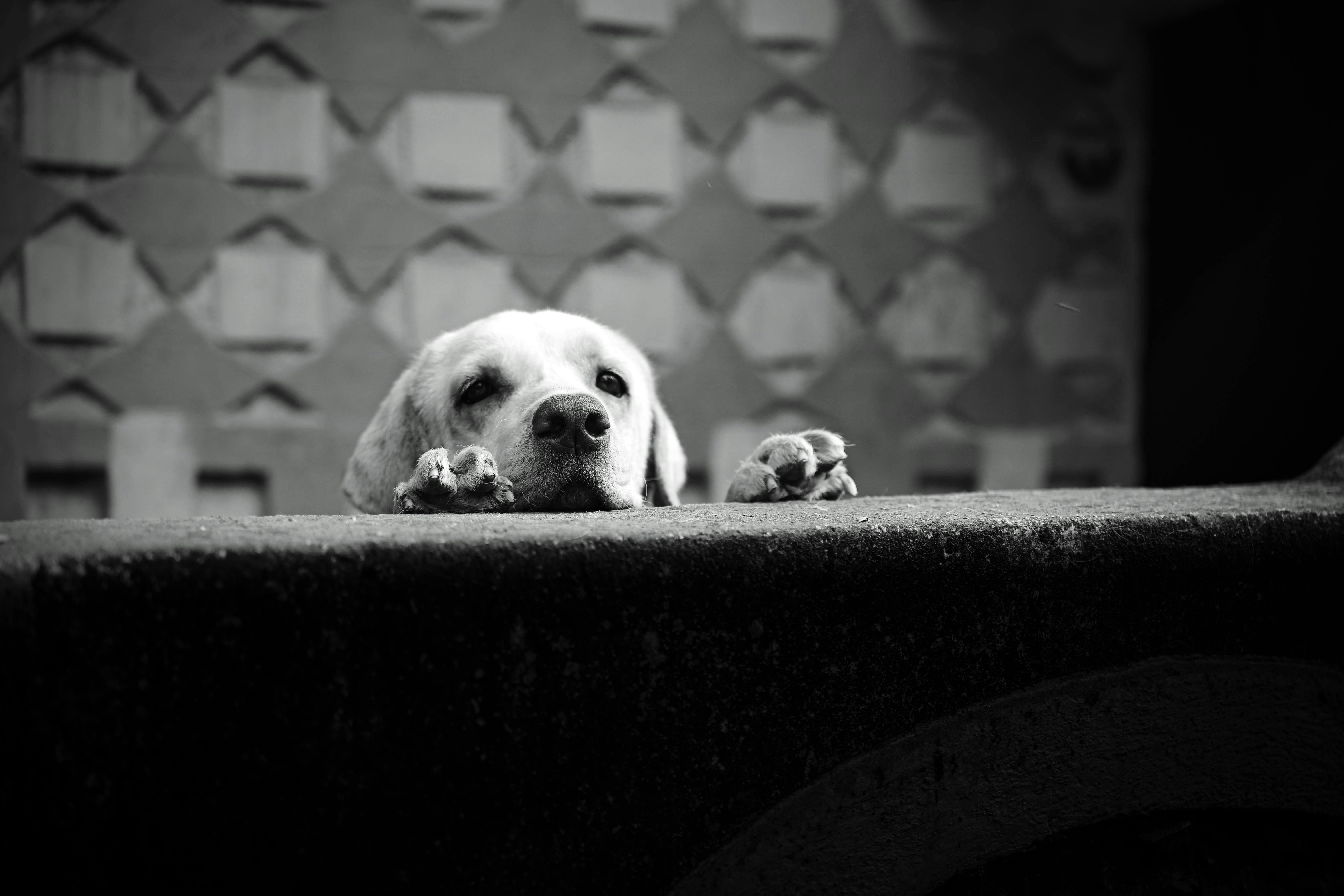 Black and White Labrador Dog Behind Wall · Free Stock Photo