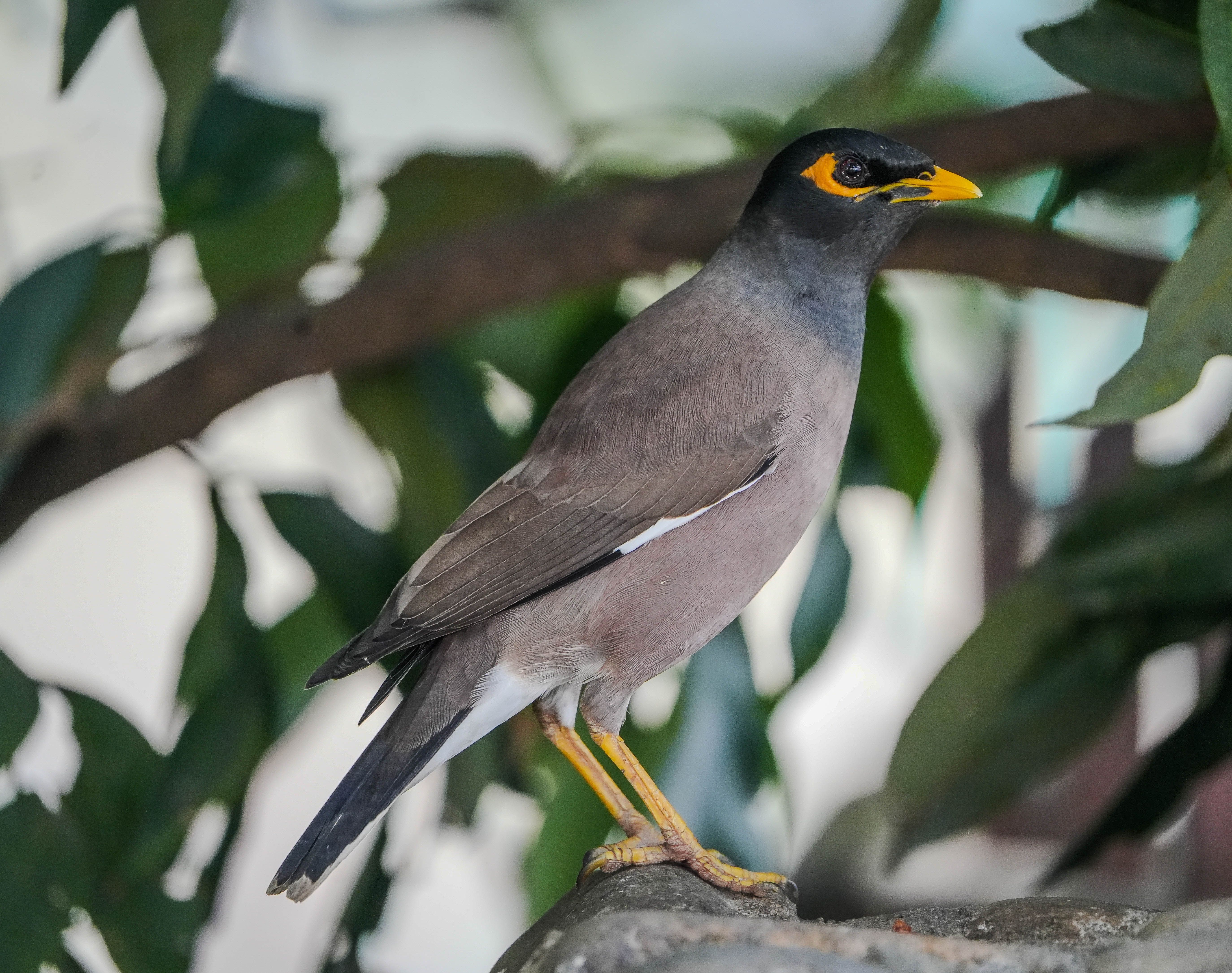 Close-up image of a Common Myna on a tree branch · Free Stock Photo
