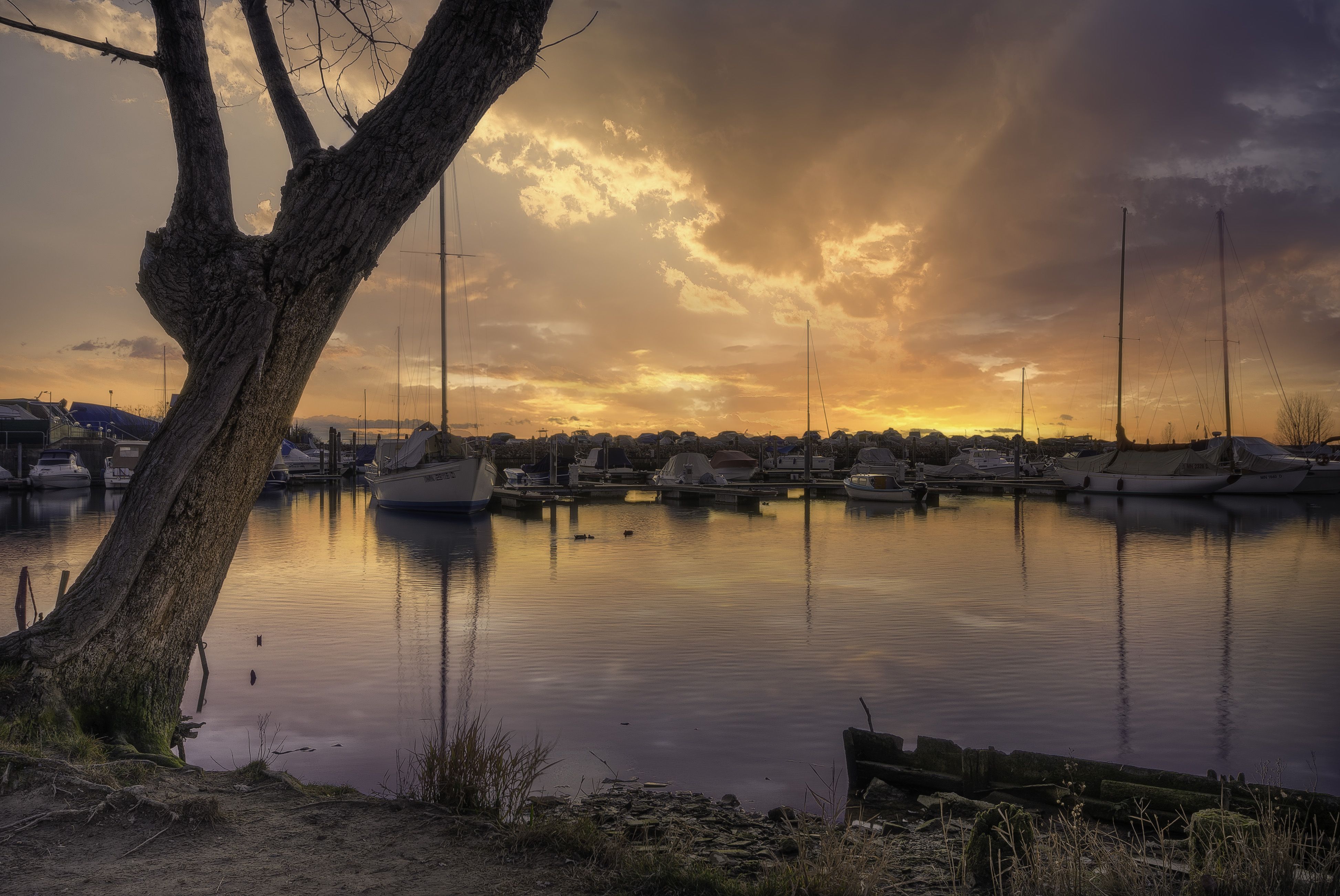 Serene Sunset Over Venice Marina with Boats and Tree · Free Stock Photo