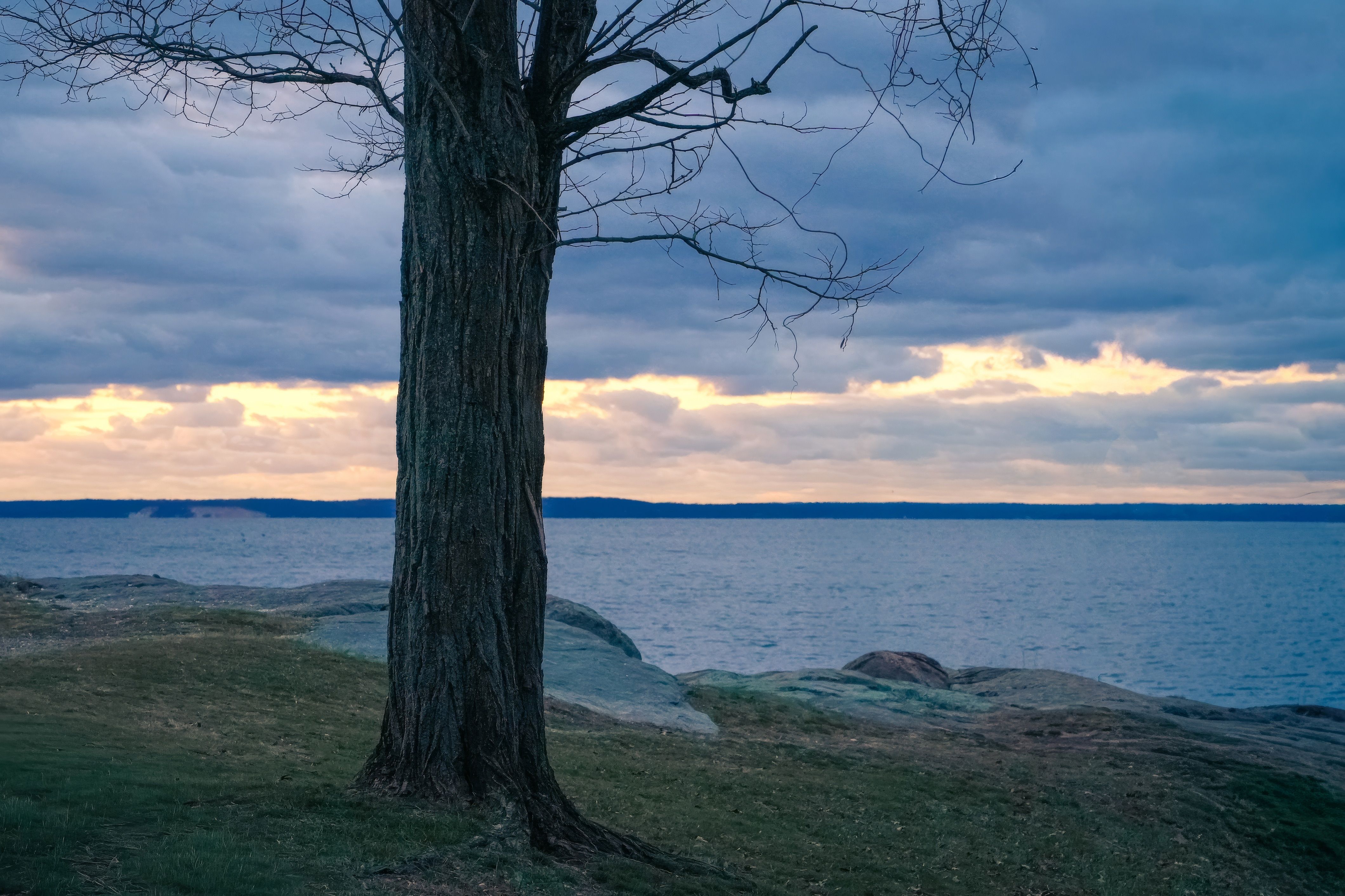 Serene Lakeside Tree at Twilight · Free Stock Photo