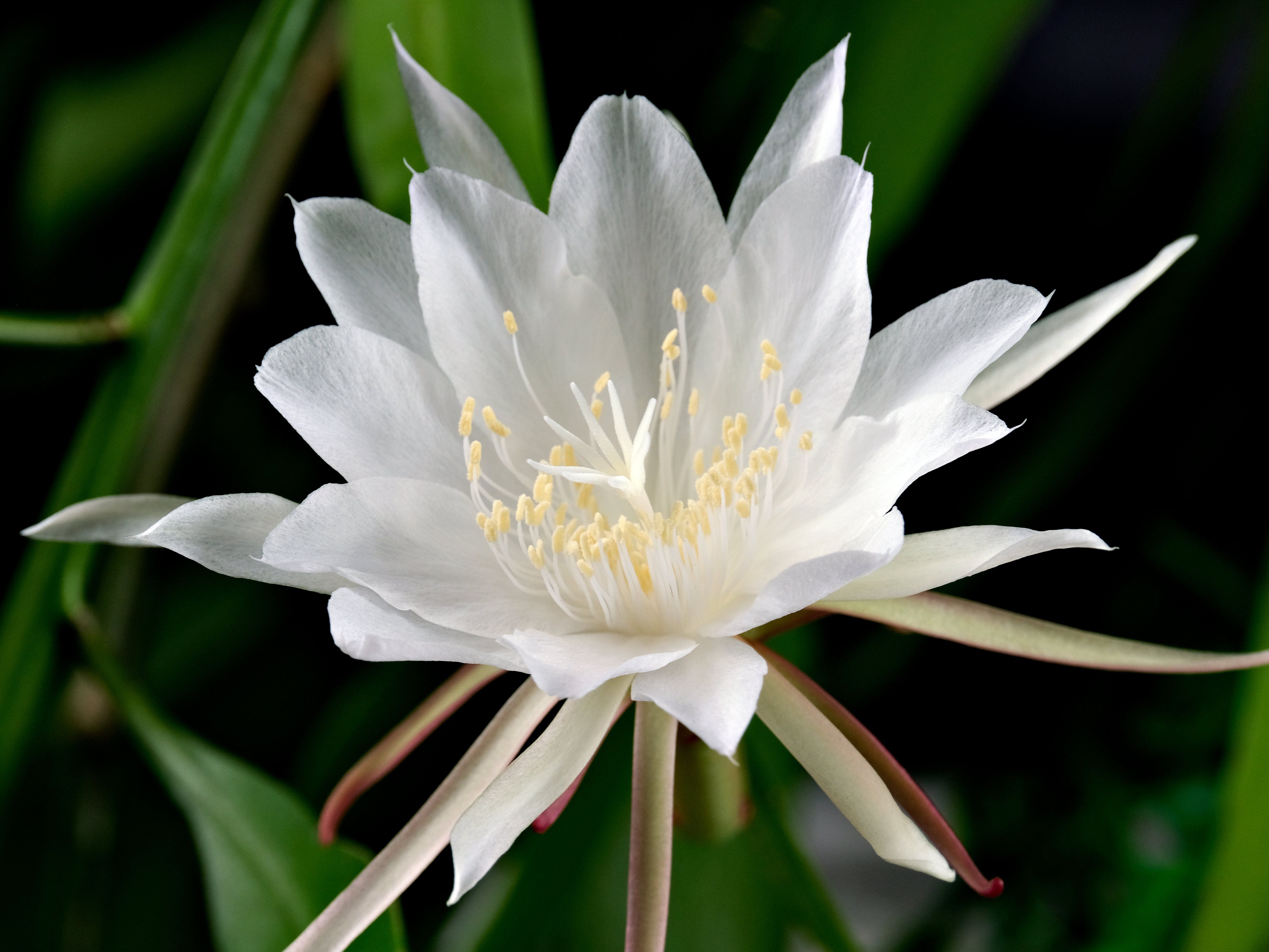 Close-up Photography of White Amaryllis Flowers · Free Stock Photo