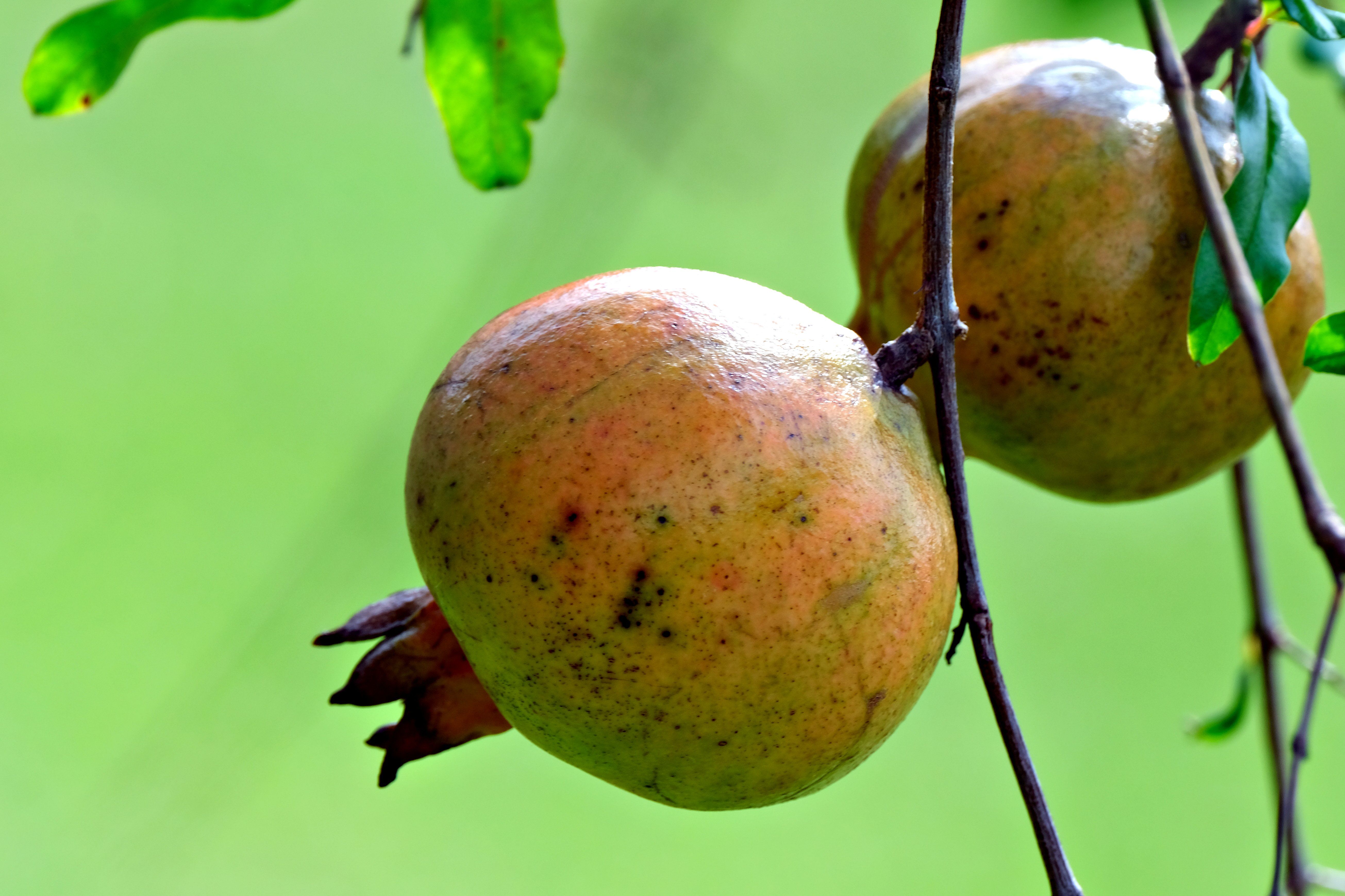 Anar Fruit Photos, Download The BEST Free Anar Fruit Stock Photos & HD ...