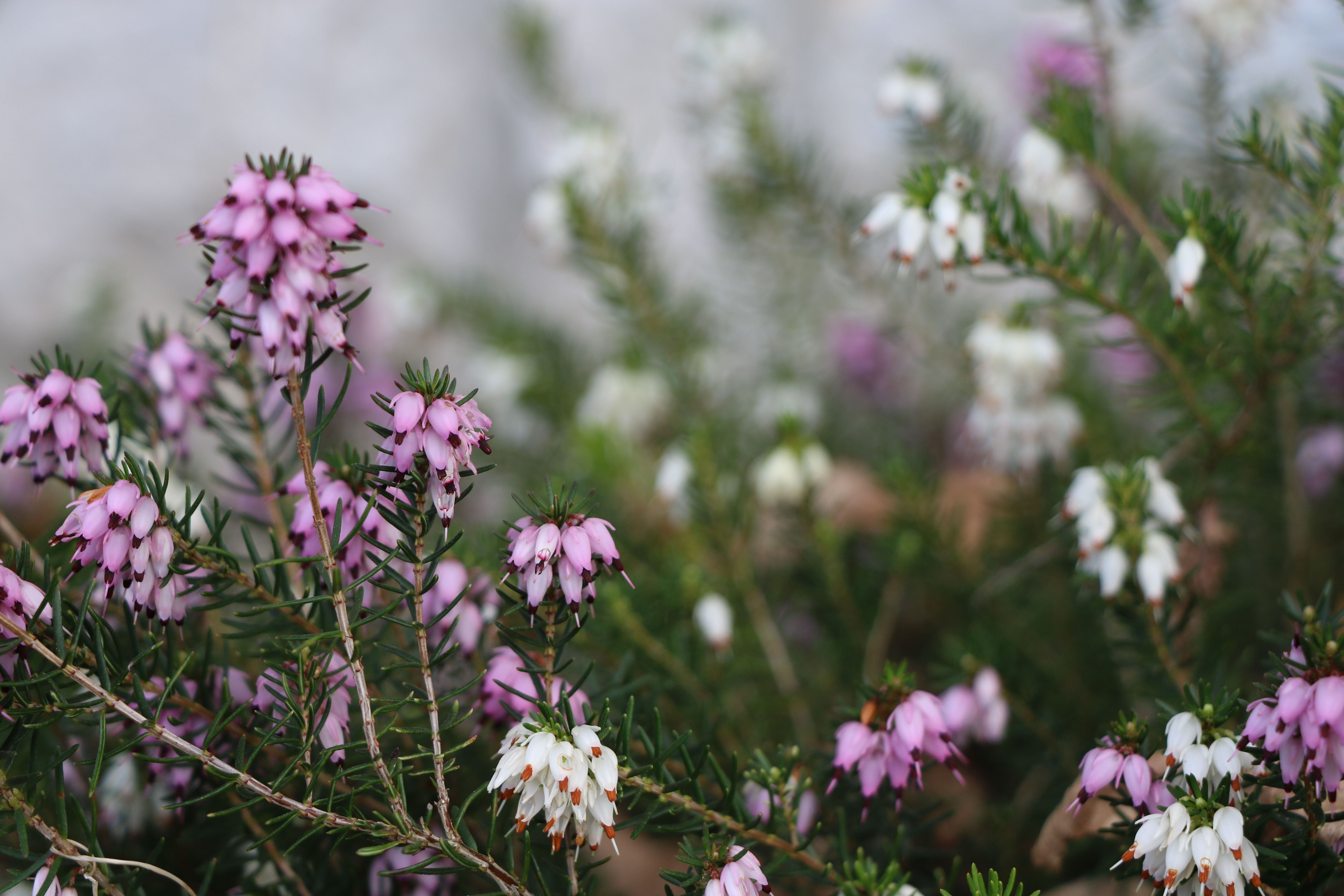 Vibrant Heather Flowers Blooming Outdoors · Free Stock Photo