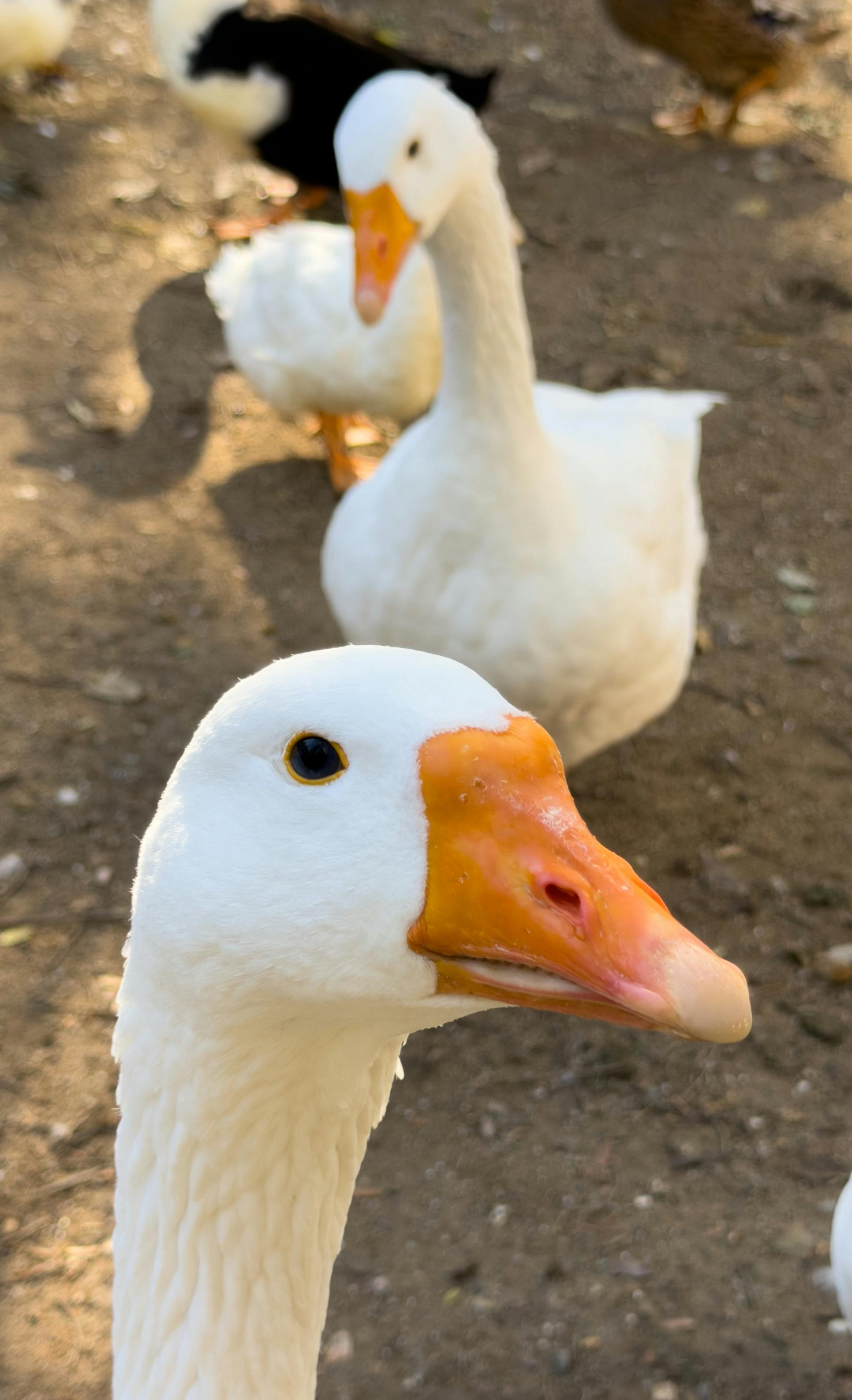 Close-up of White Geese in Athens Outdoor Setting · Free Stock Photo