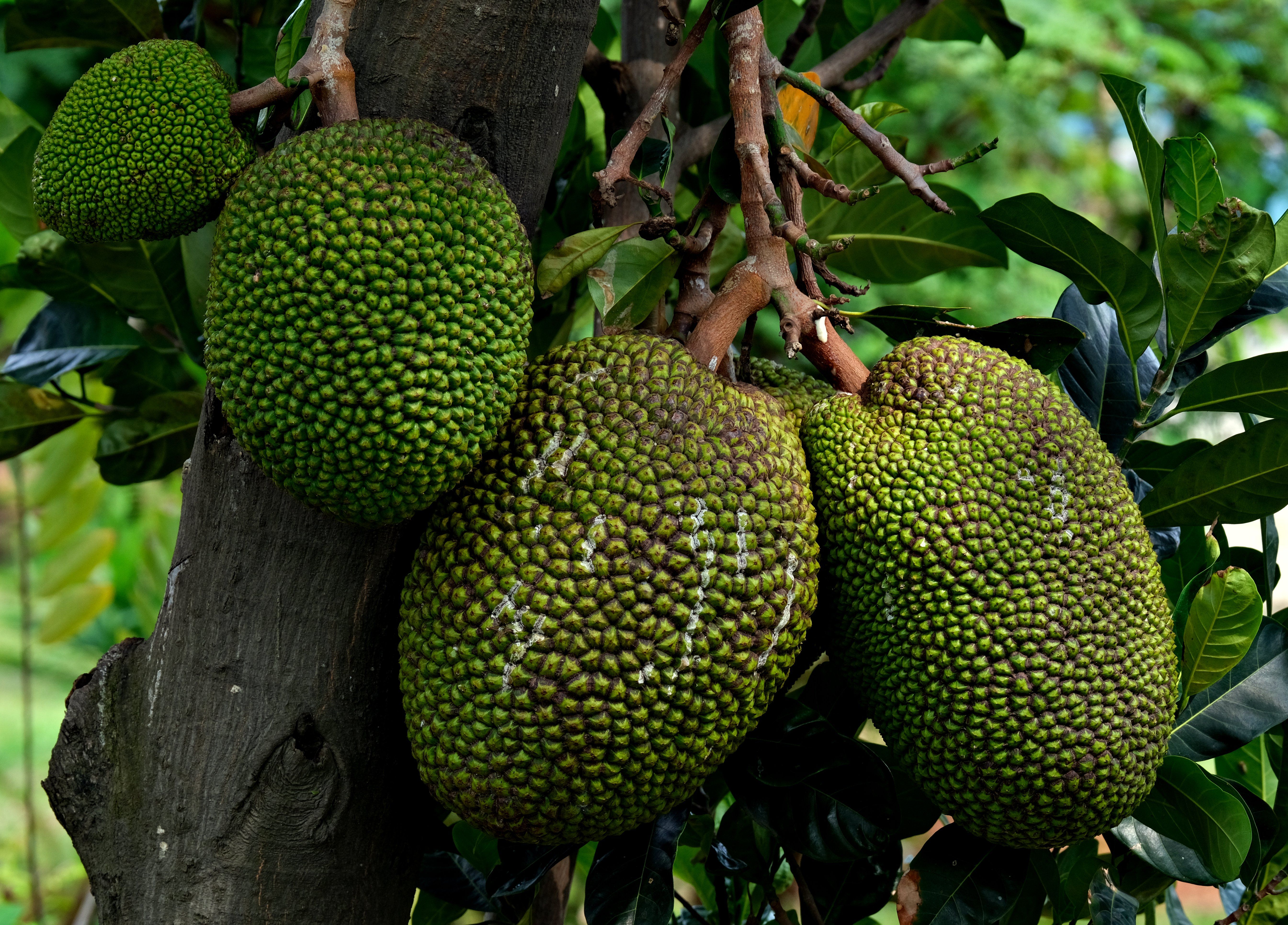 Lush Green Jackfruit on Tree in Outdoor Setting · Free Stock Photo