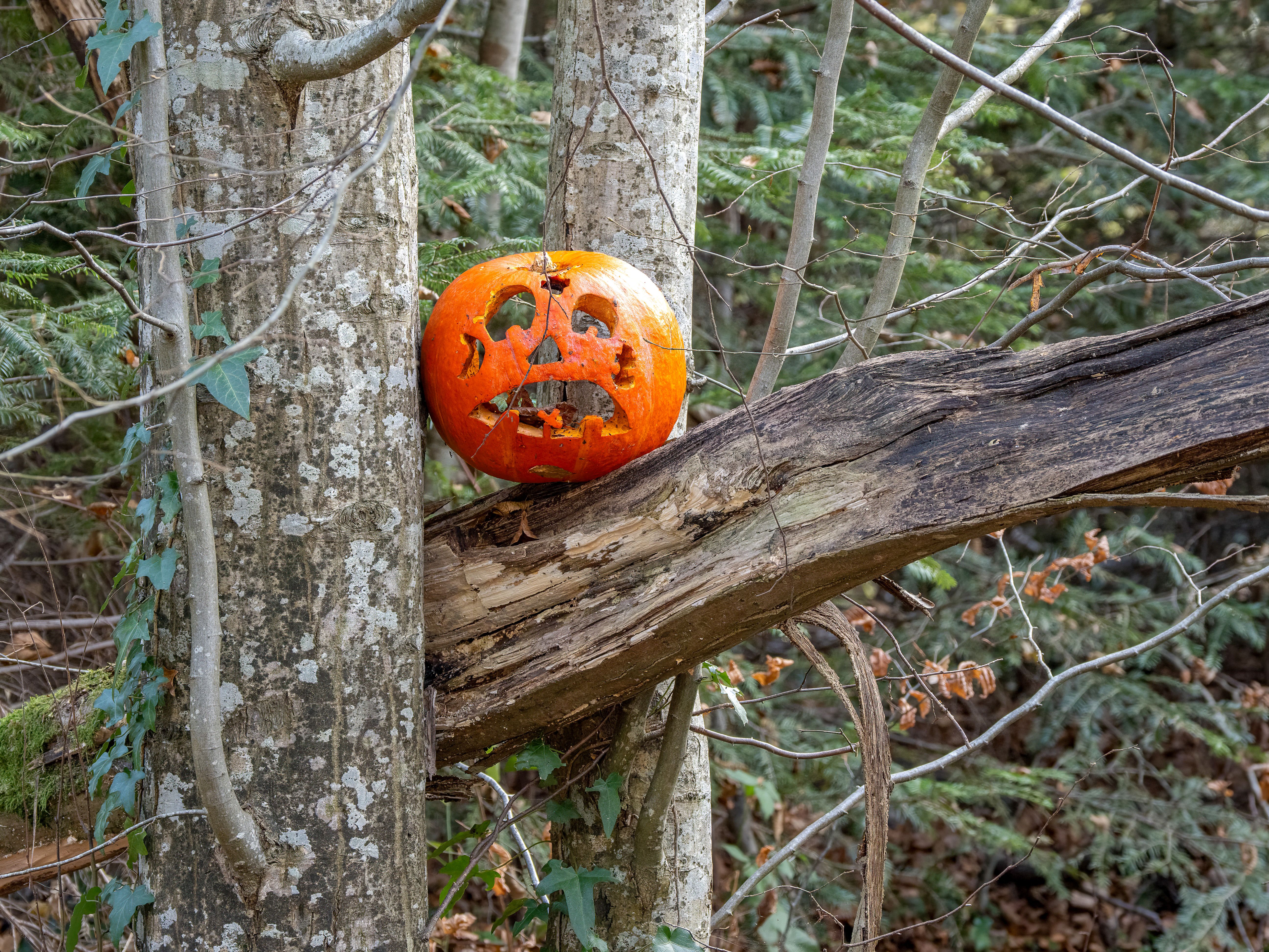 Jack-o'-lantern wedged in a forest tree · Free Stock Photo