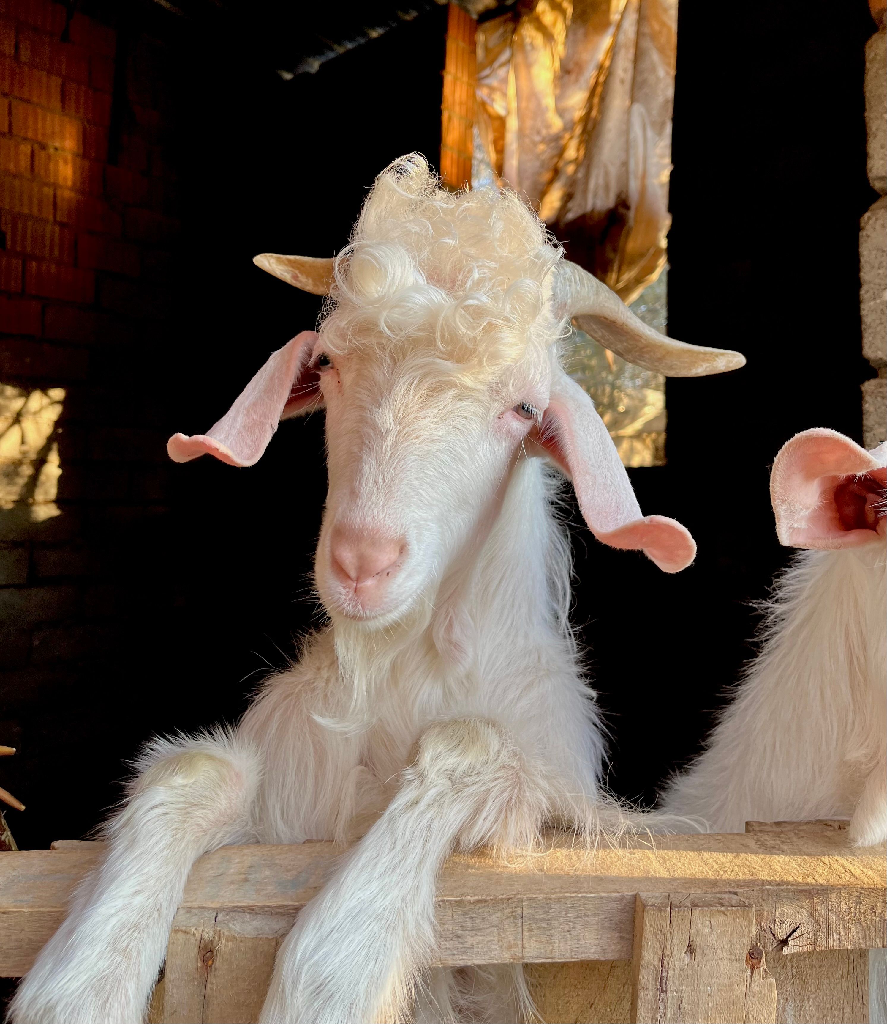 Charming White Angora Goat Close-Up · Free Stock Photo