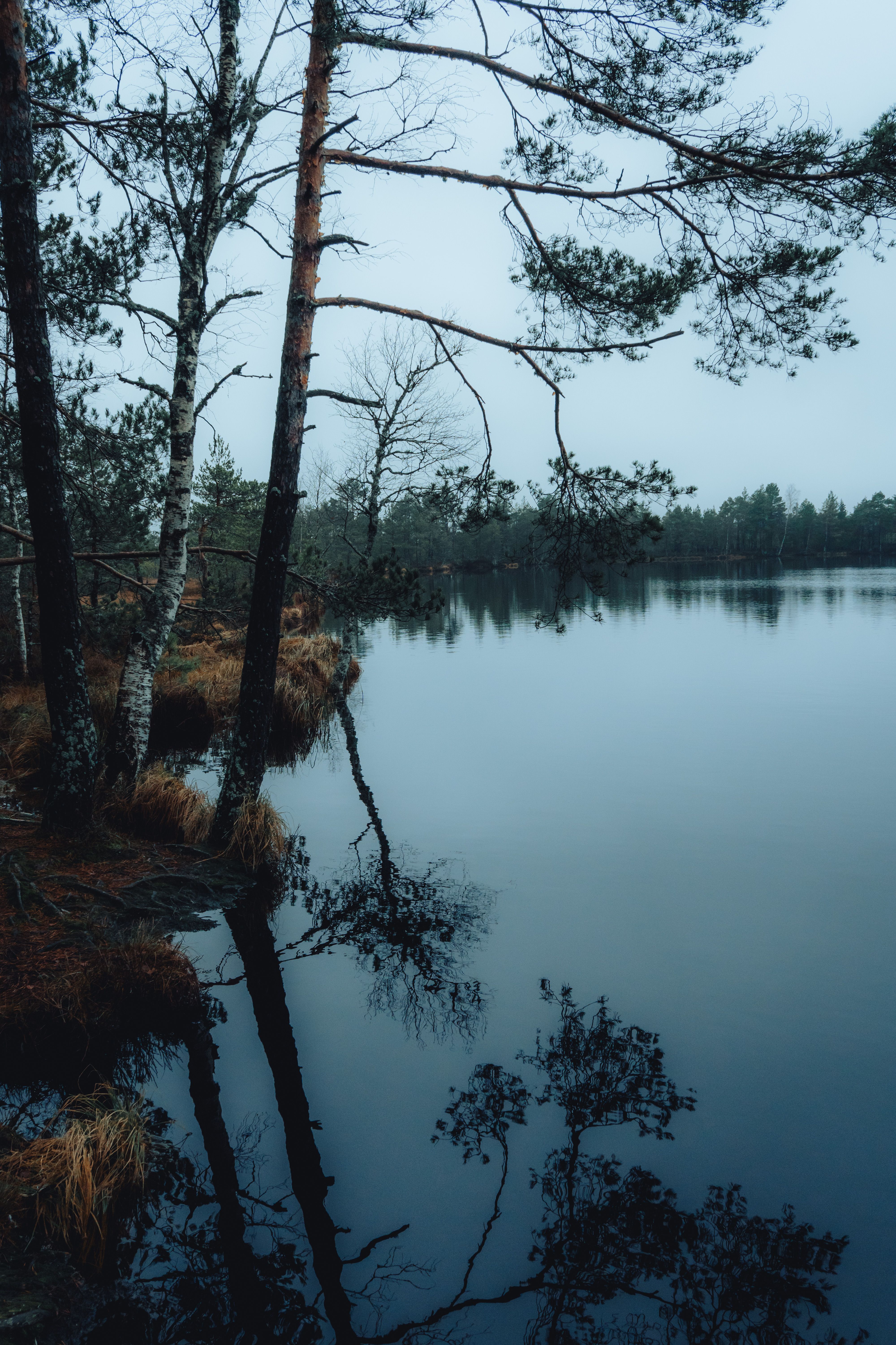 Serene Marshland in Moody Autumn Landscape · Free Stock Photo