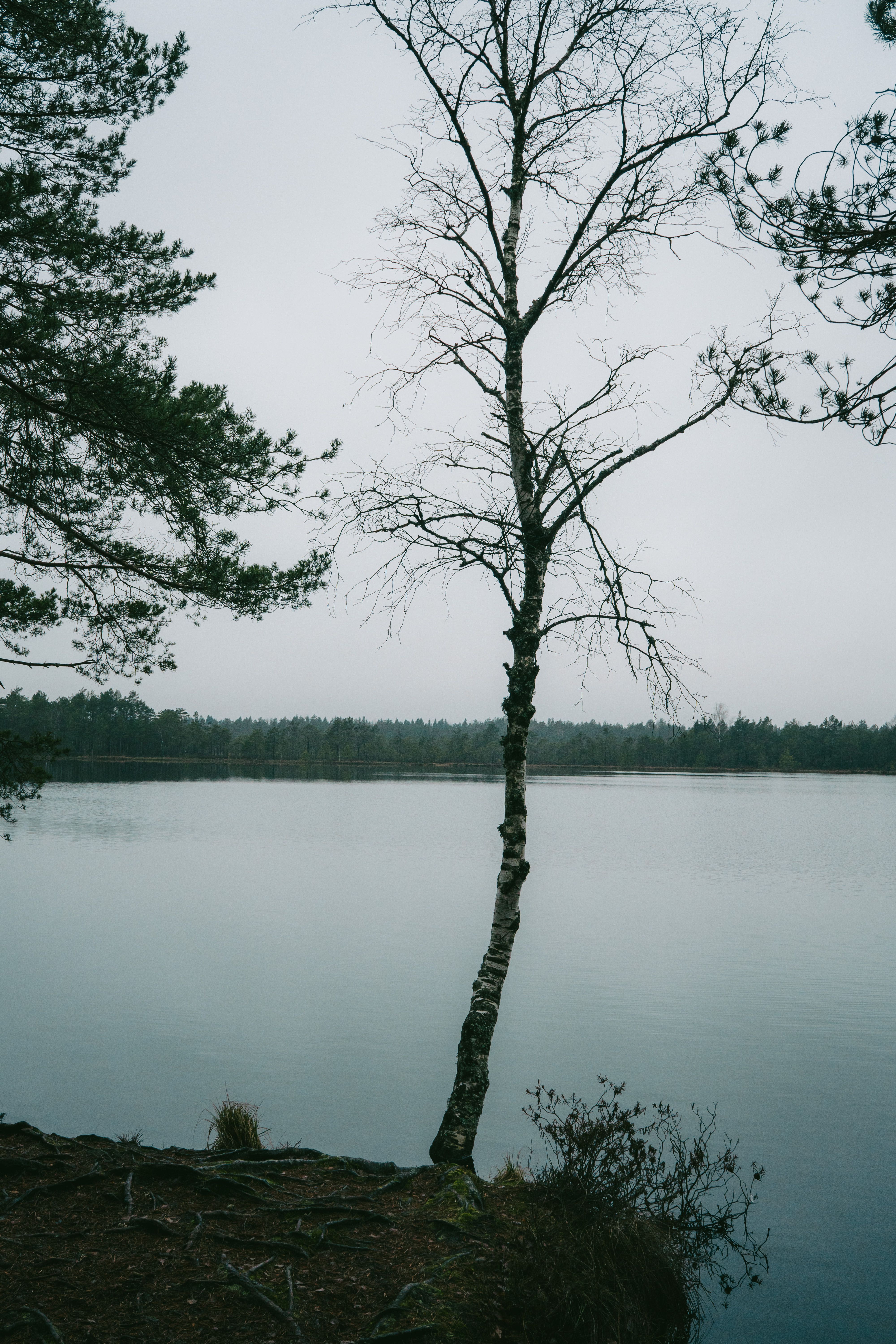 Serene Birch Tree by a Winter Lake in Estonia · Free Stock Photo